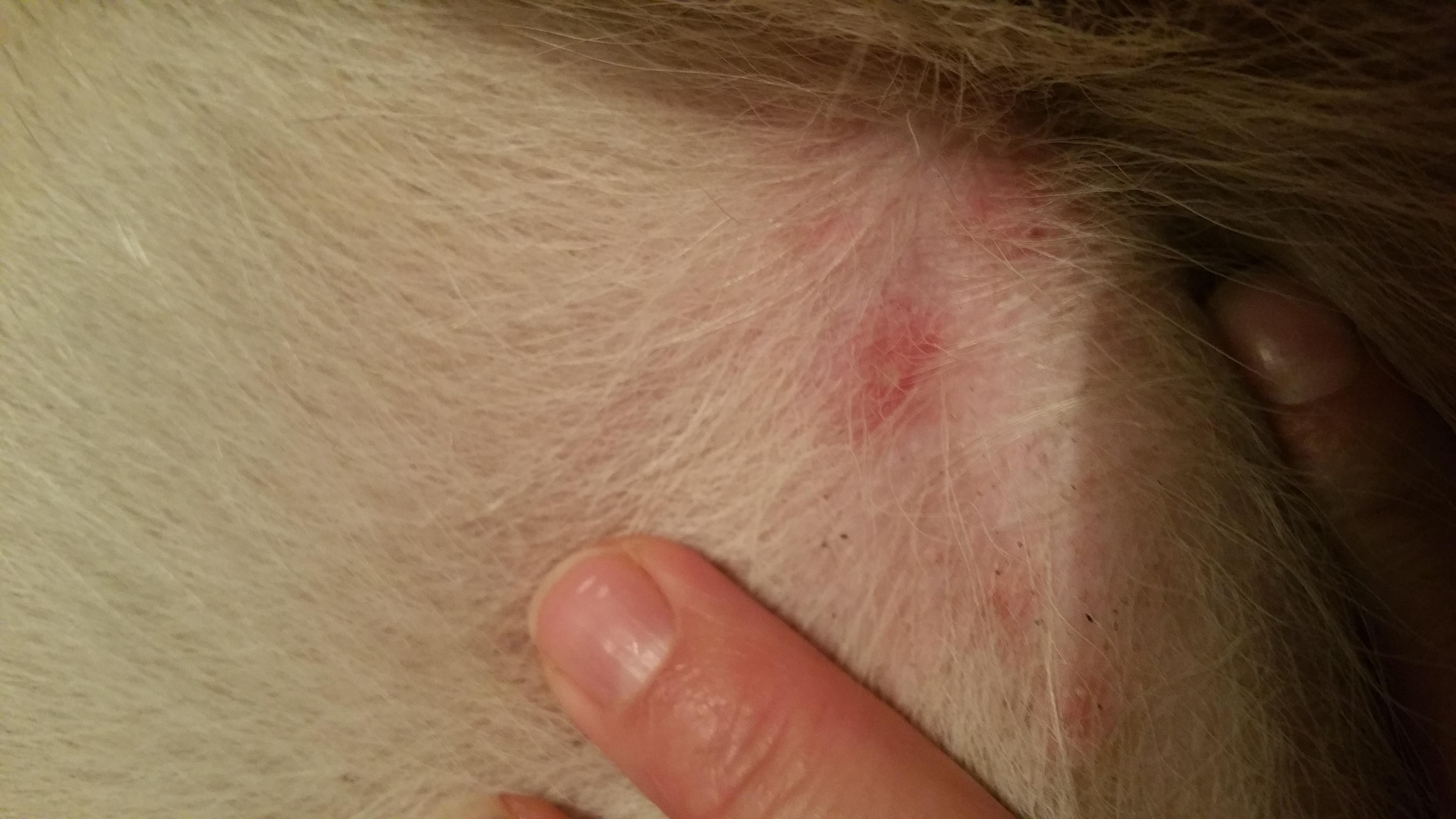 German Shepherd Groin Rash? Benadryl Didn't Work – What's Next? | Petco