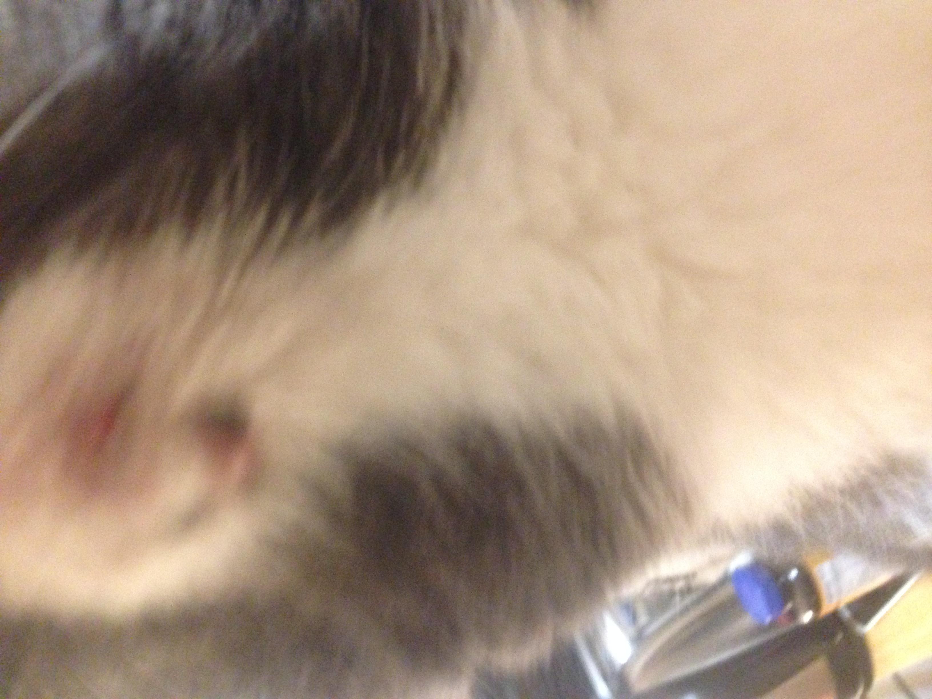 Cat Chin Black Spots, Hair Loss, Bleeding? Treat Cat Acne | Petco