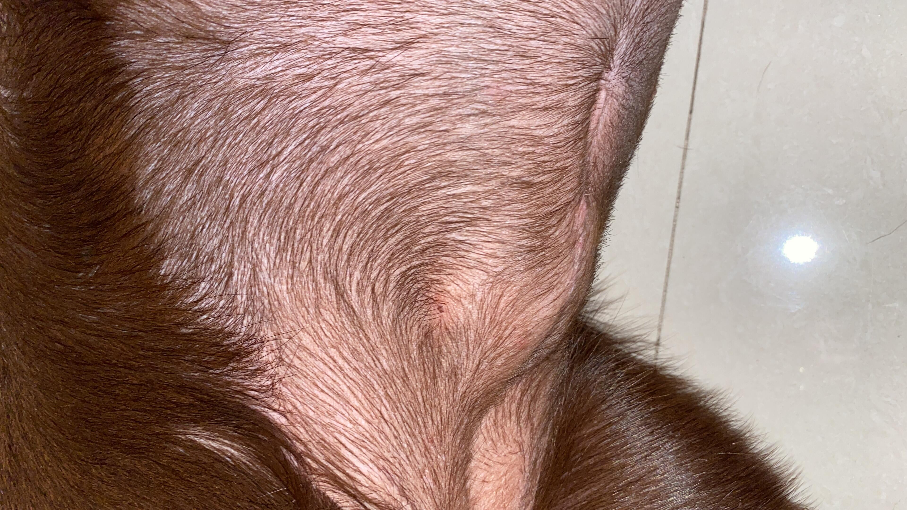 My Puppy Has a Lump After Spay Surgery: Is It Normal? | Petco