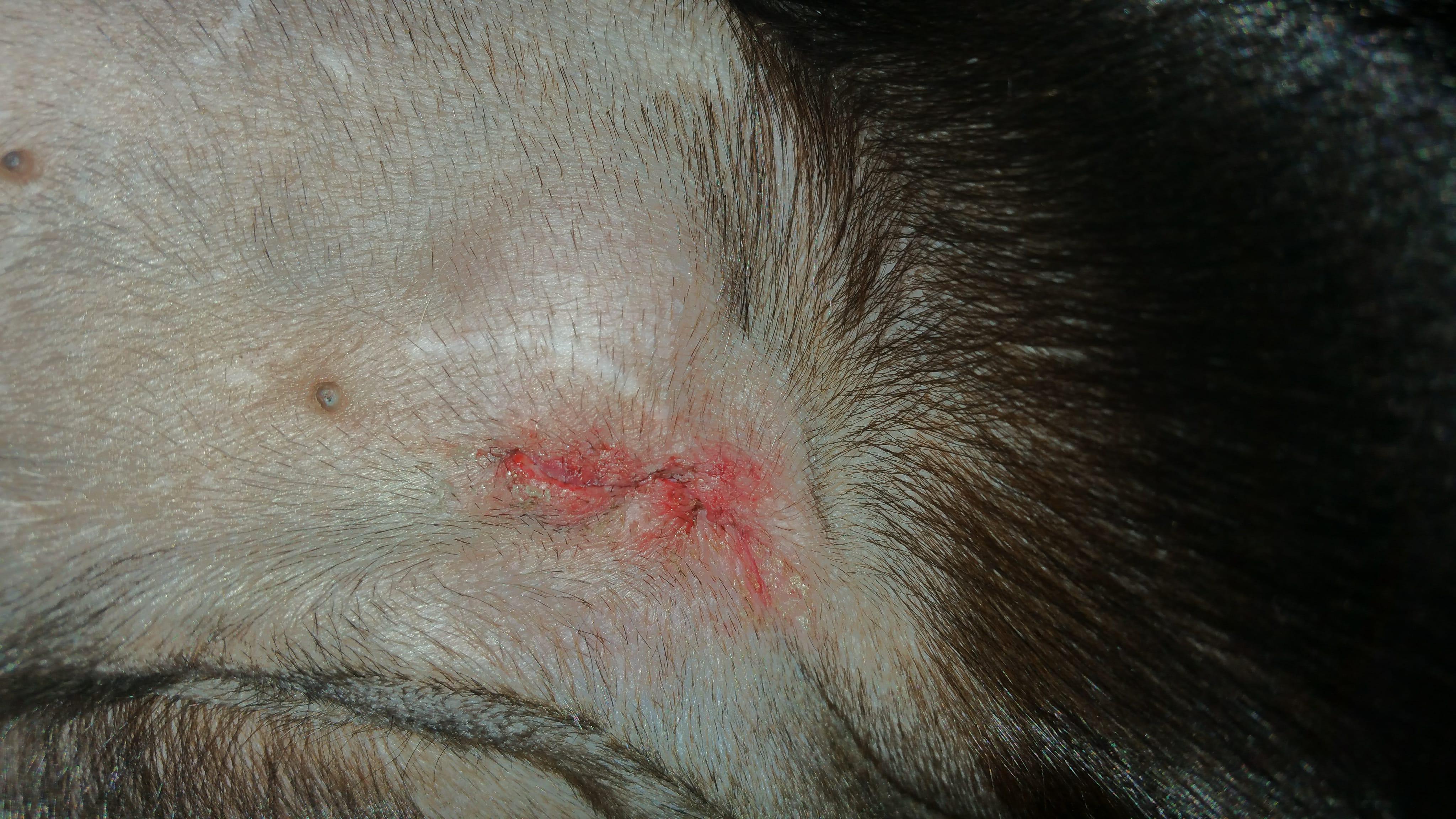 My dog's neuter incision looks red. Should I be worried? | Petco