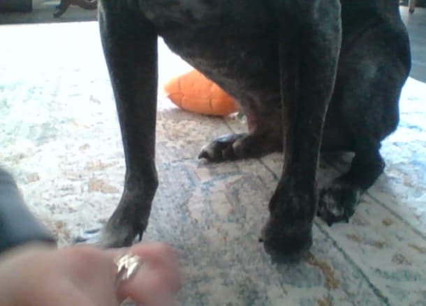 My Senior Dog Yelped, Limps, Can't Straighten Leg. Why? | Petco