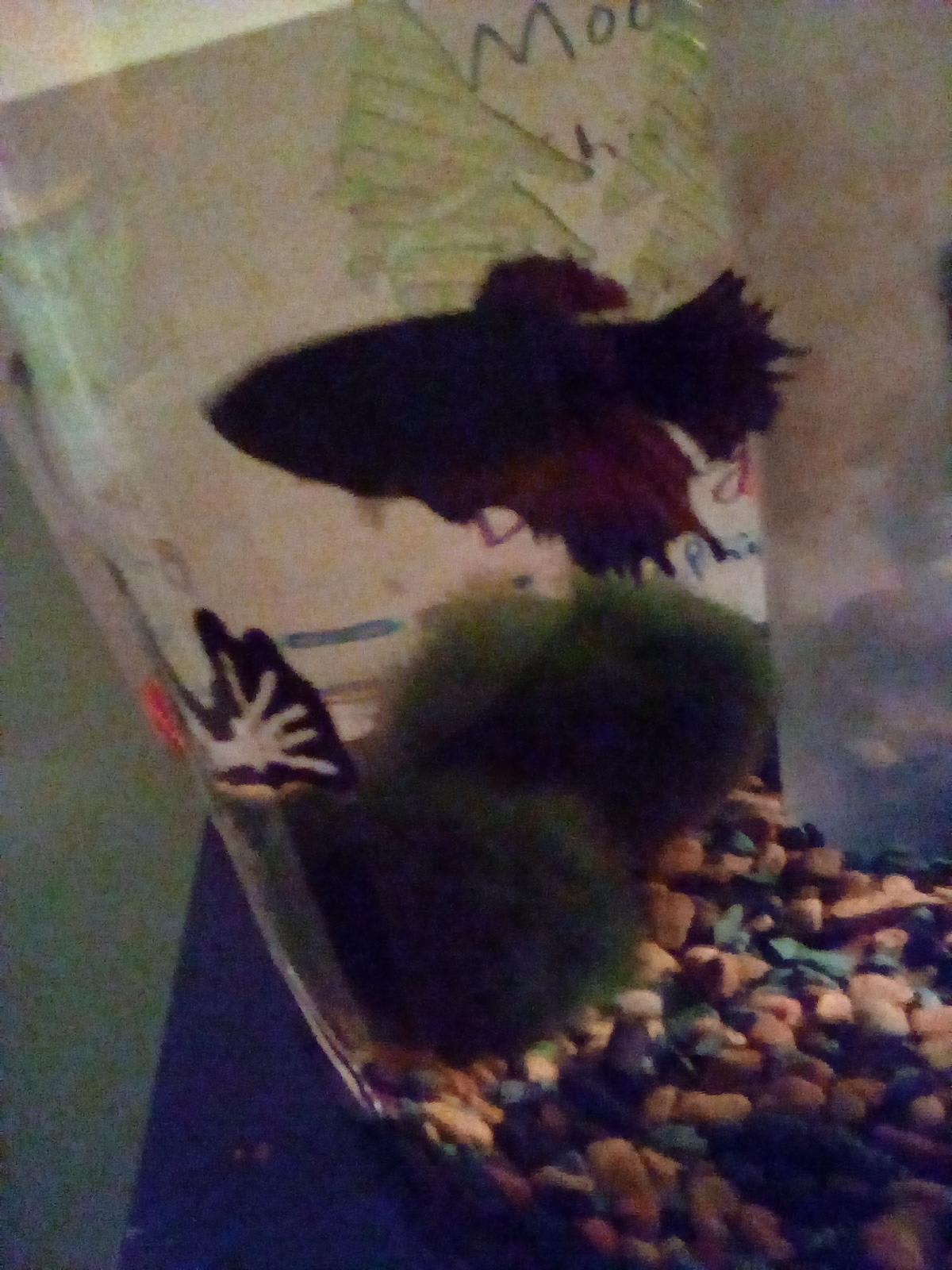 My Betta Fish Has a Ragged Tail. Is it Fin Rot? What to Do? | Petco