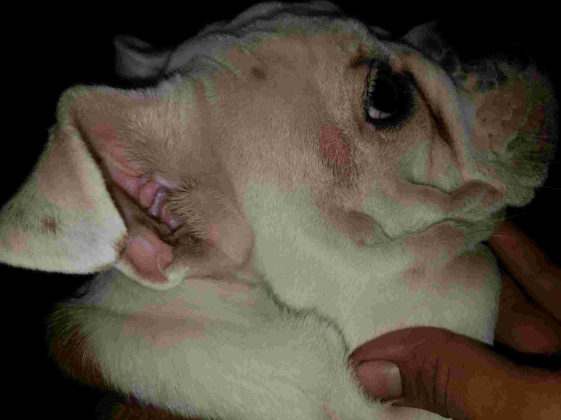 Why Is Your Dog Scratching Eye, Mouth, Losing Hair? Get Help | Petco
