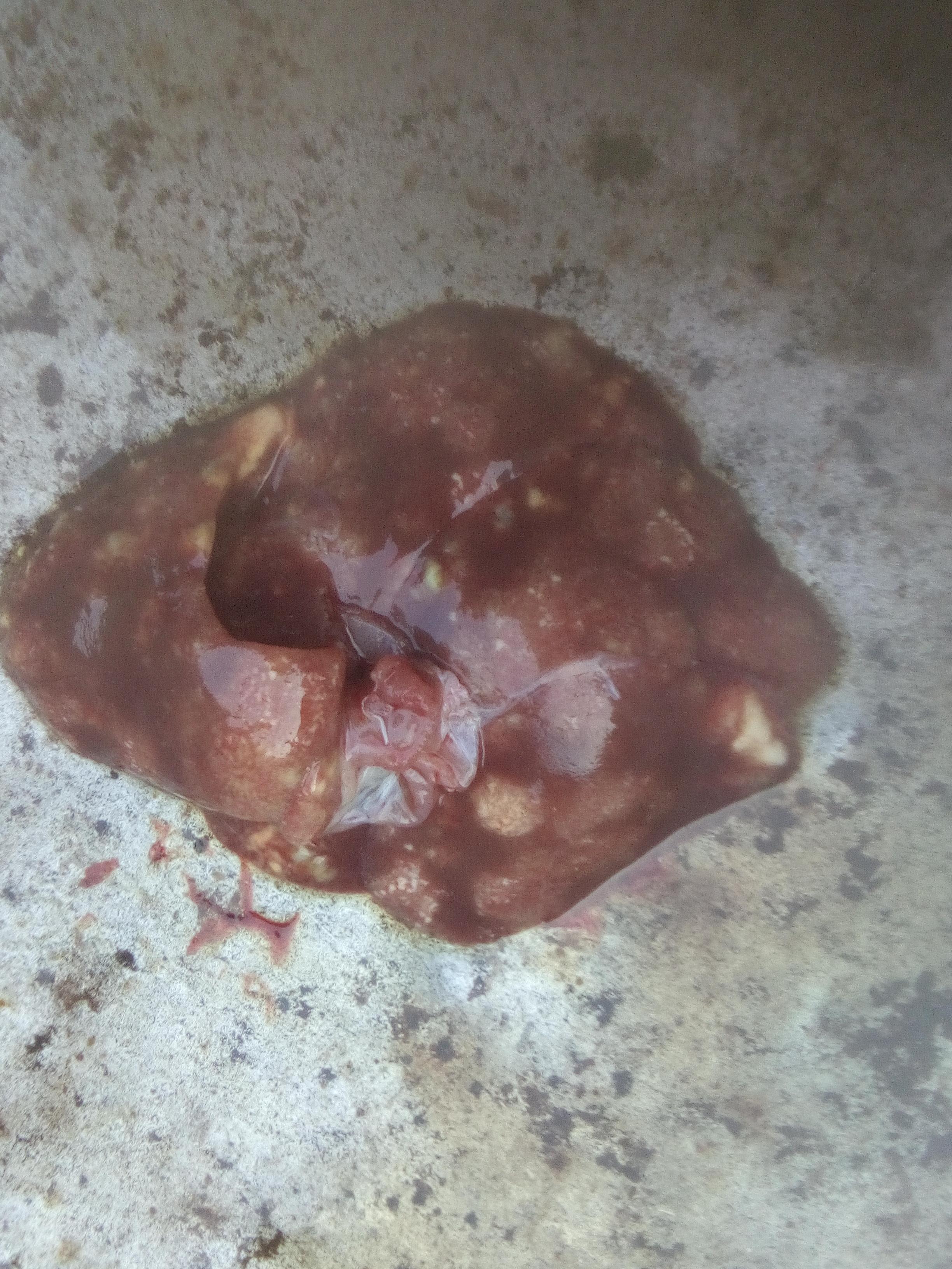 How to Stop Young Rabbits From Dying of Cysticercosis? | Petco