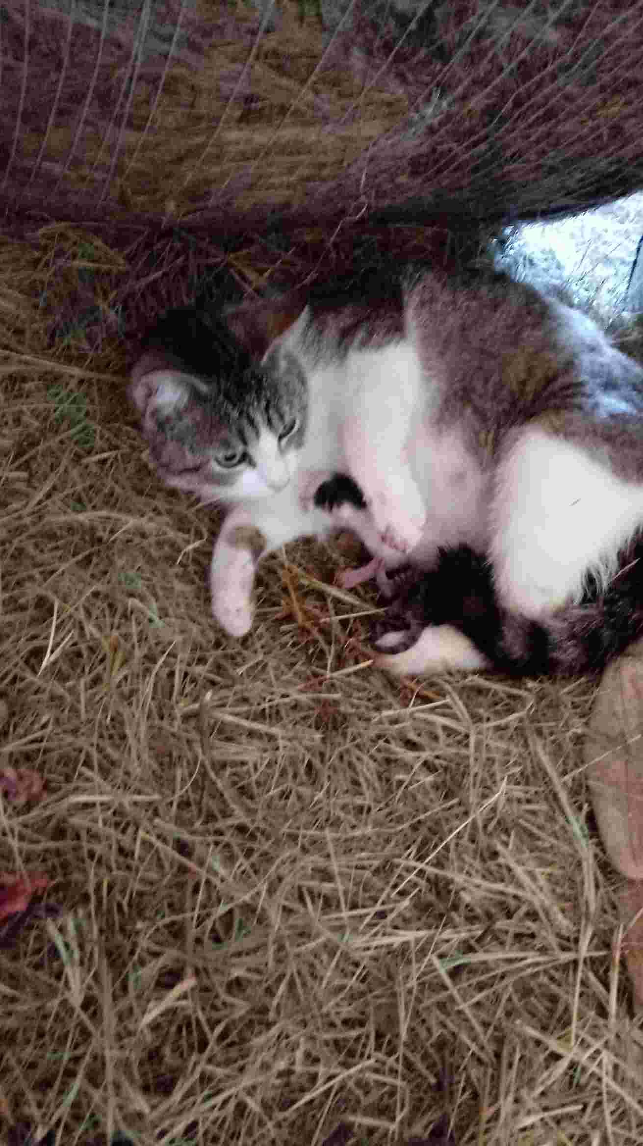 My Cat Had Premature Kittens: How to Care for Mom & Babies | Petco