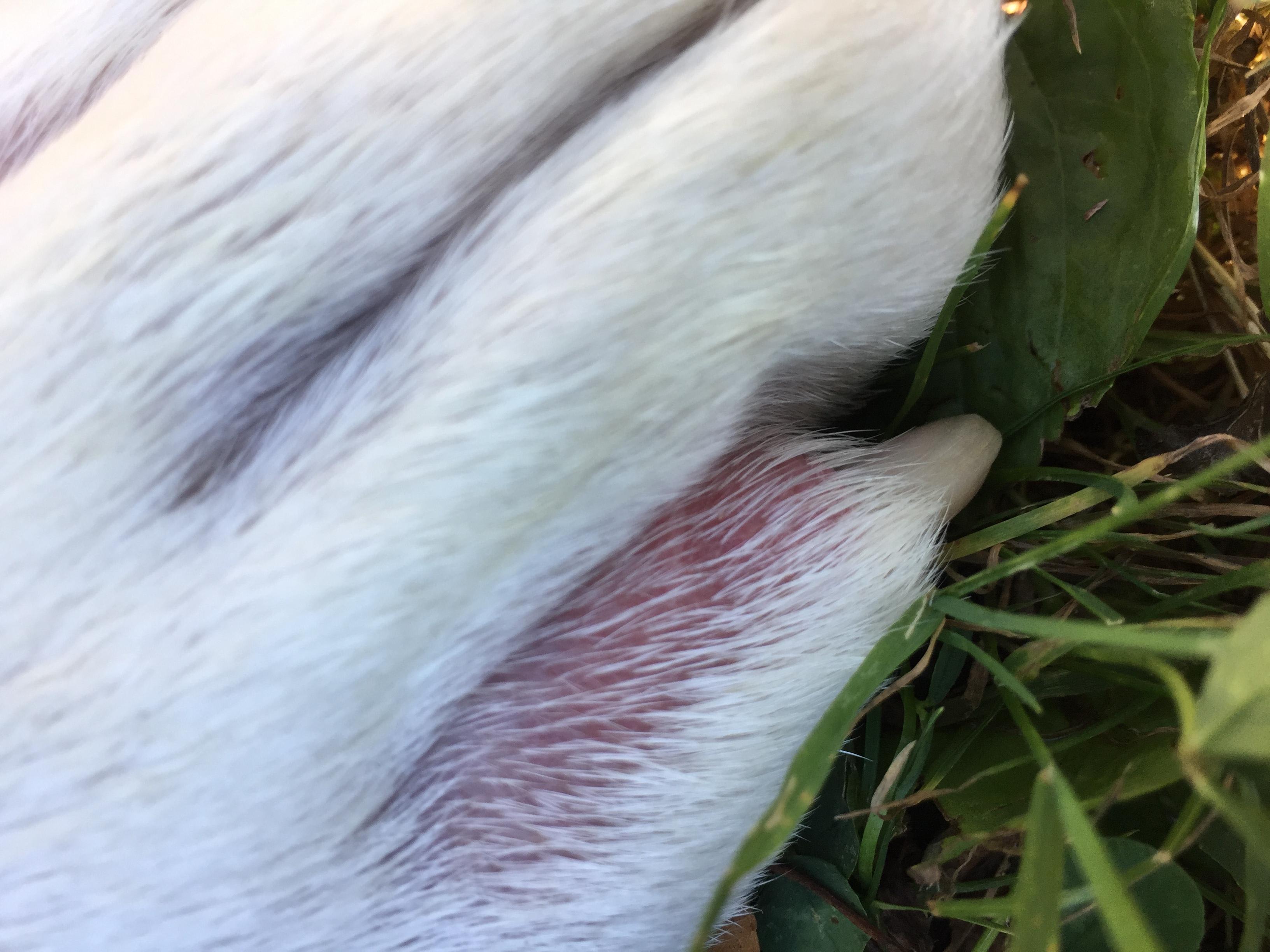 Why are my dog's toes red, swollen, and causing her to limp? | Petco