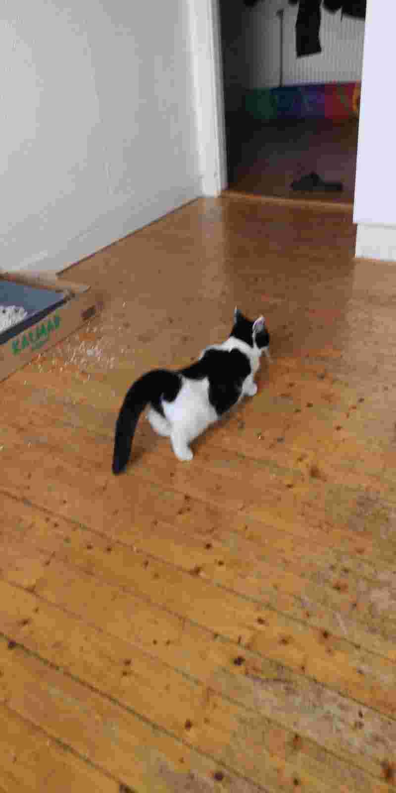 My Unspayed Cat is Raising Her Rear: Is She in Heat? Should I Spay? | Petco