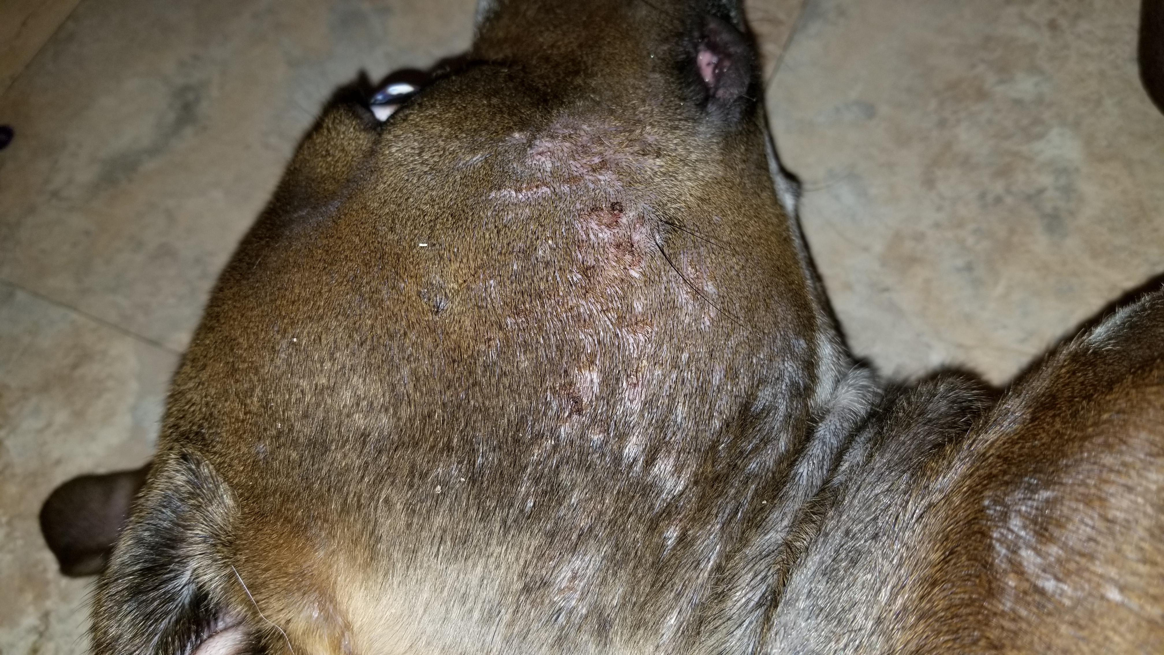 What are these scabby bumps on my dog's cheek and how to treat? | Petco