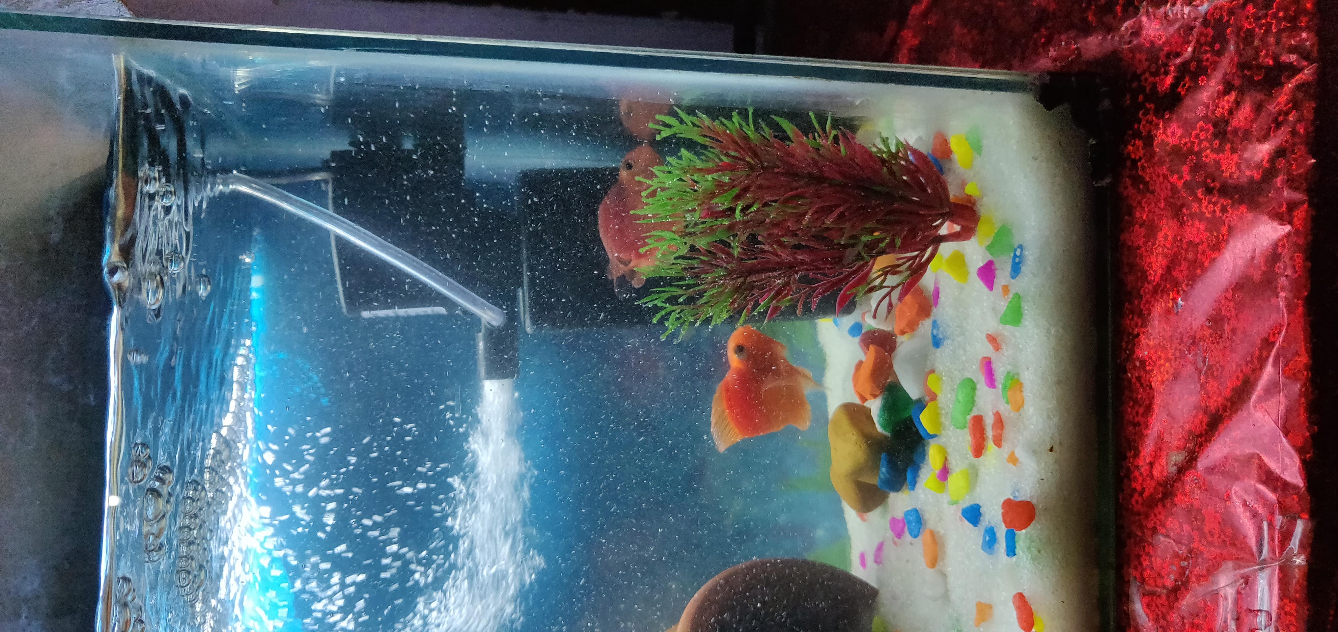 Why is my parrot cichlid hiding, dull, or bullied? Solutions | Petco