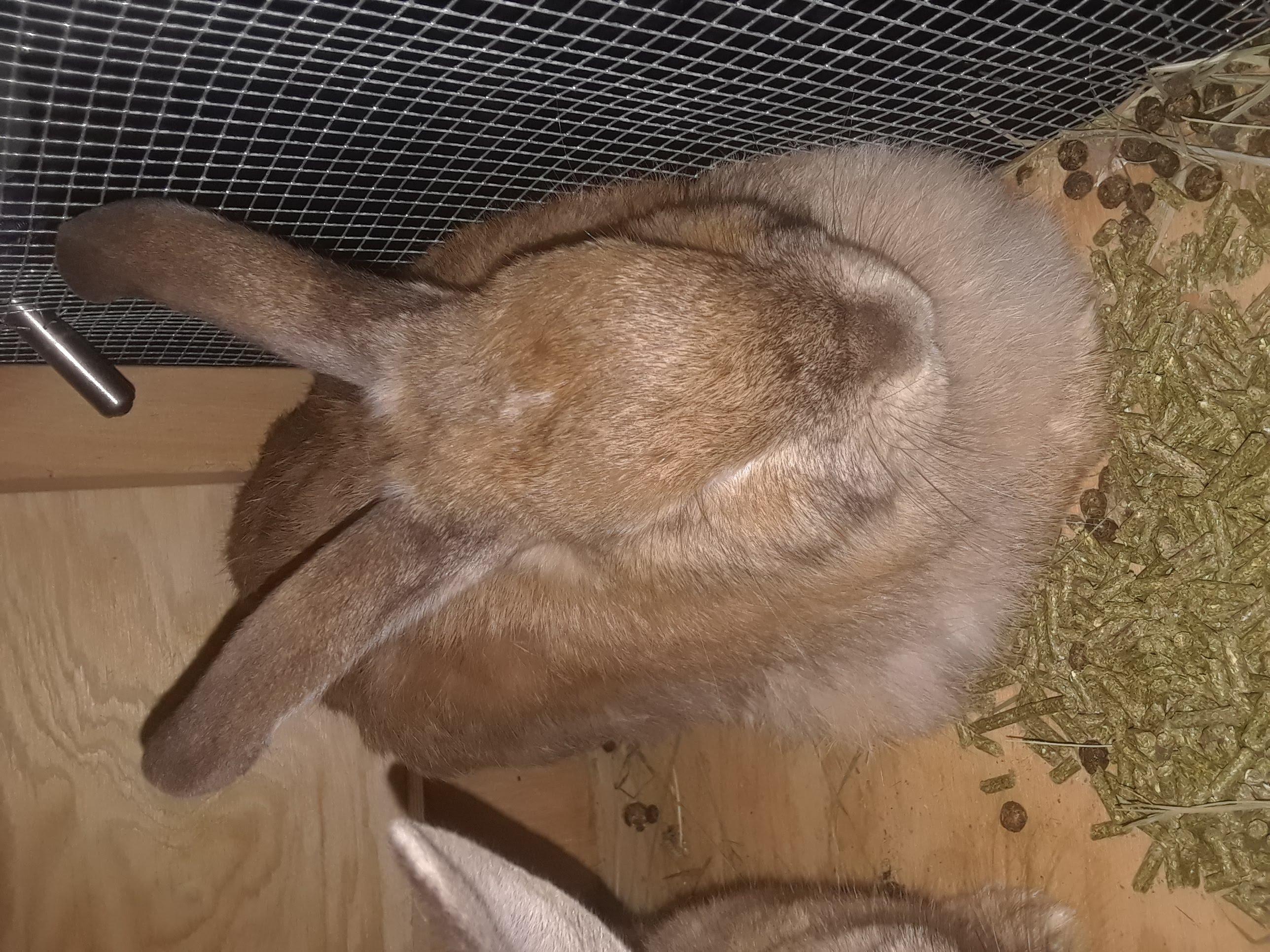 Why is my rabbit sick? Lumps, can't walk, fur loss causes | Petco