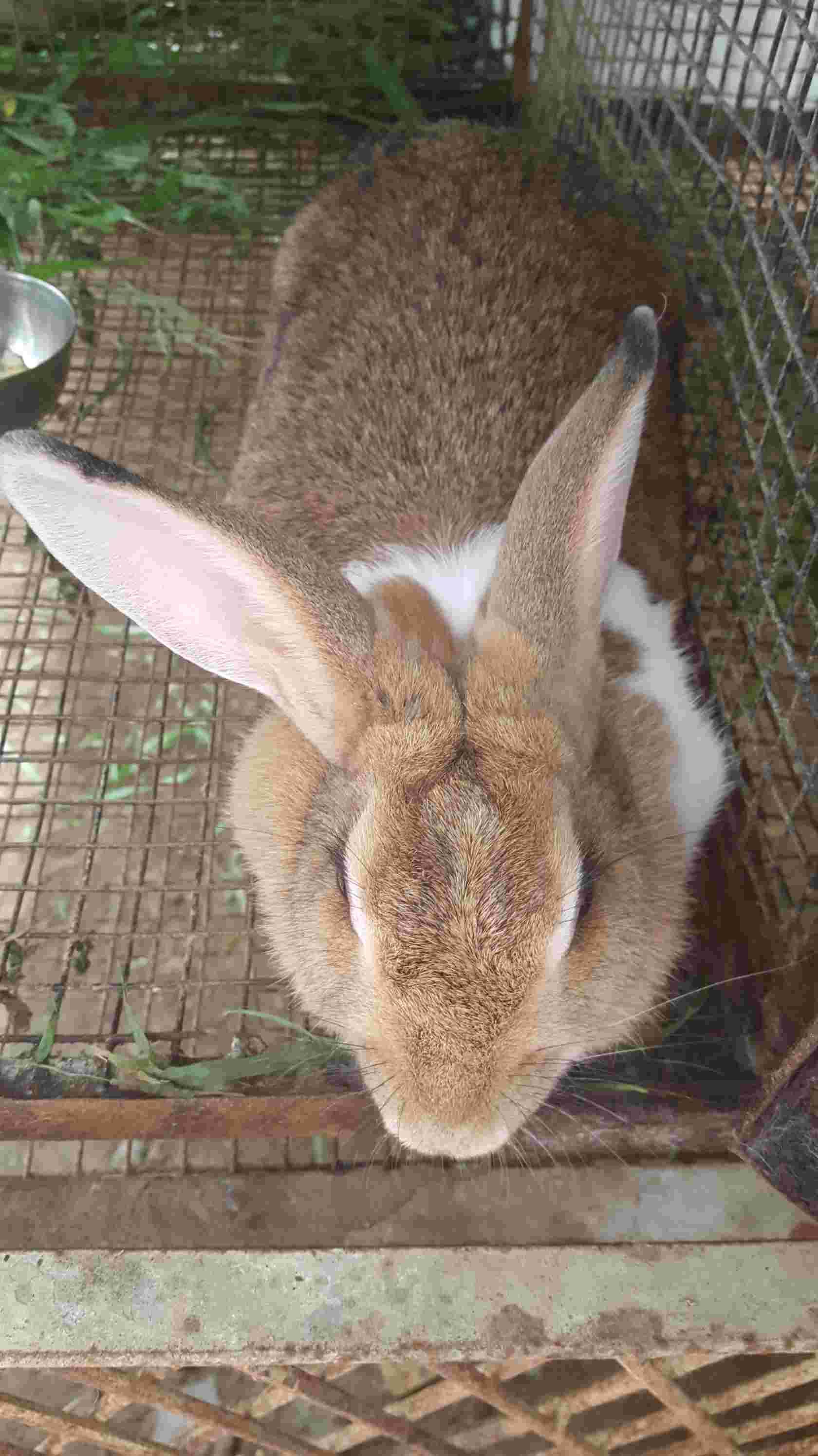 My rabbits are sick, not eating, and hunched. What can I do? | Petco
