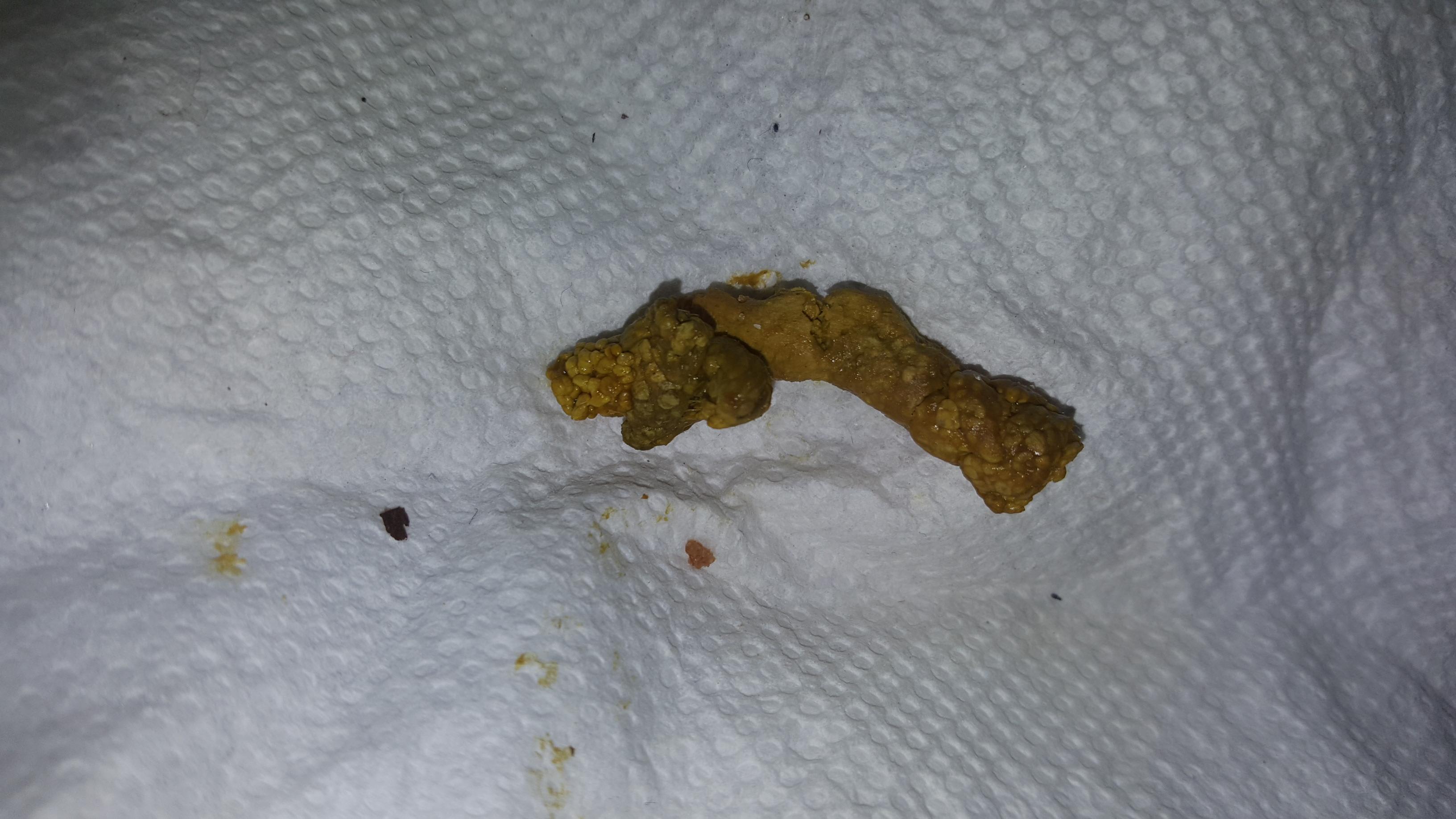 Why is my bottle-fed puppy's poop yellow with bumps? Normal? | Petco