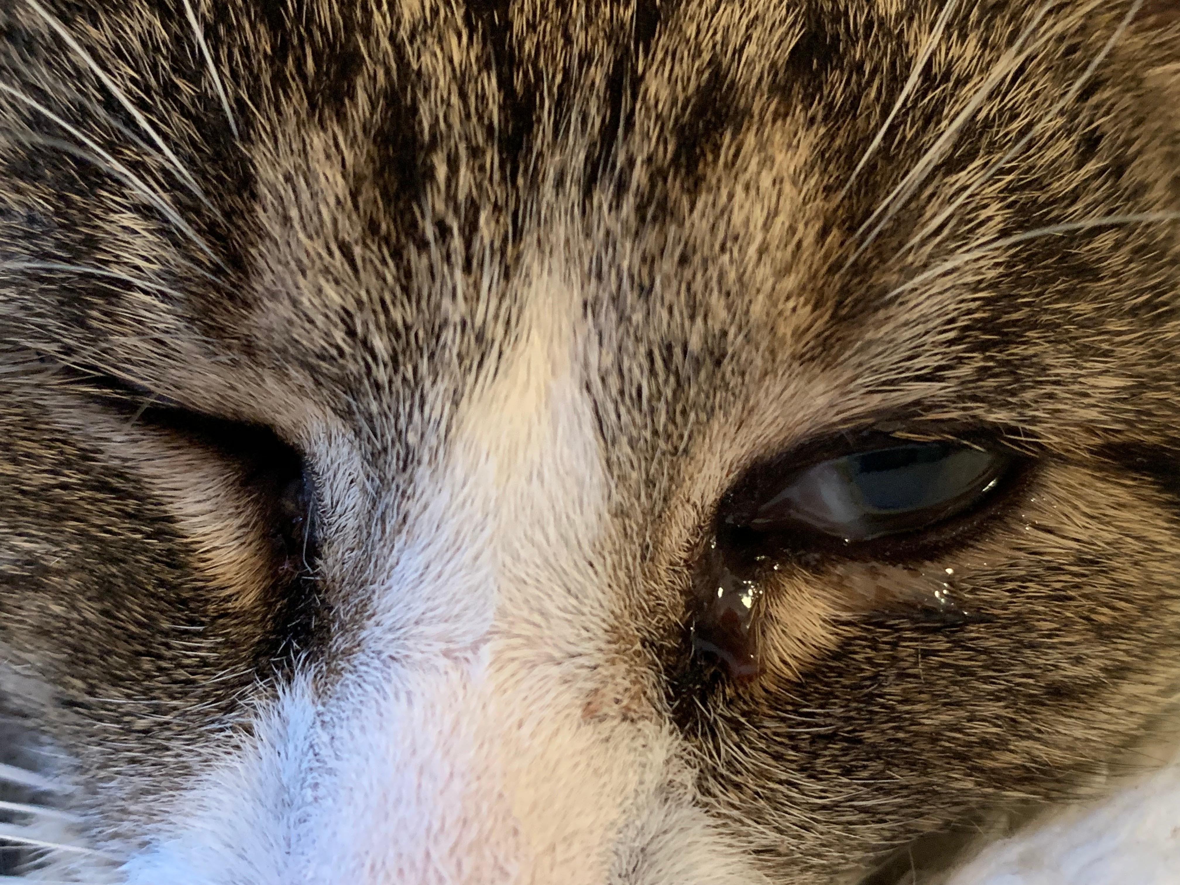 Why is my cat's eye watering with thick gunk? Vet needed? | Petco