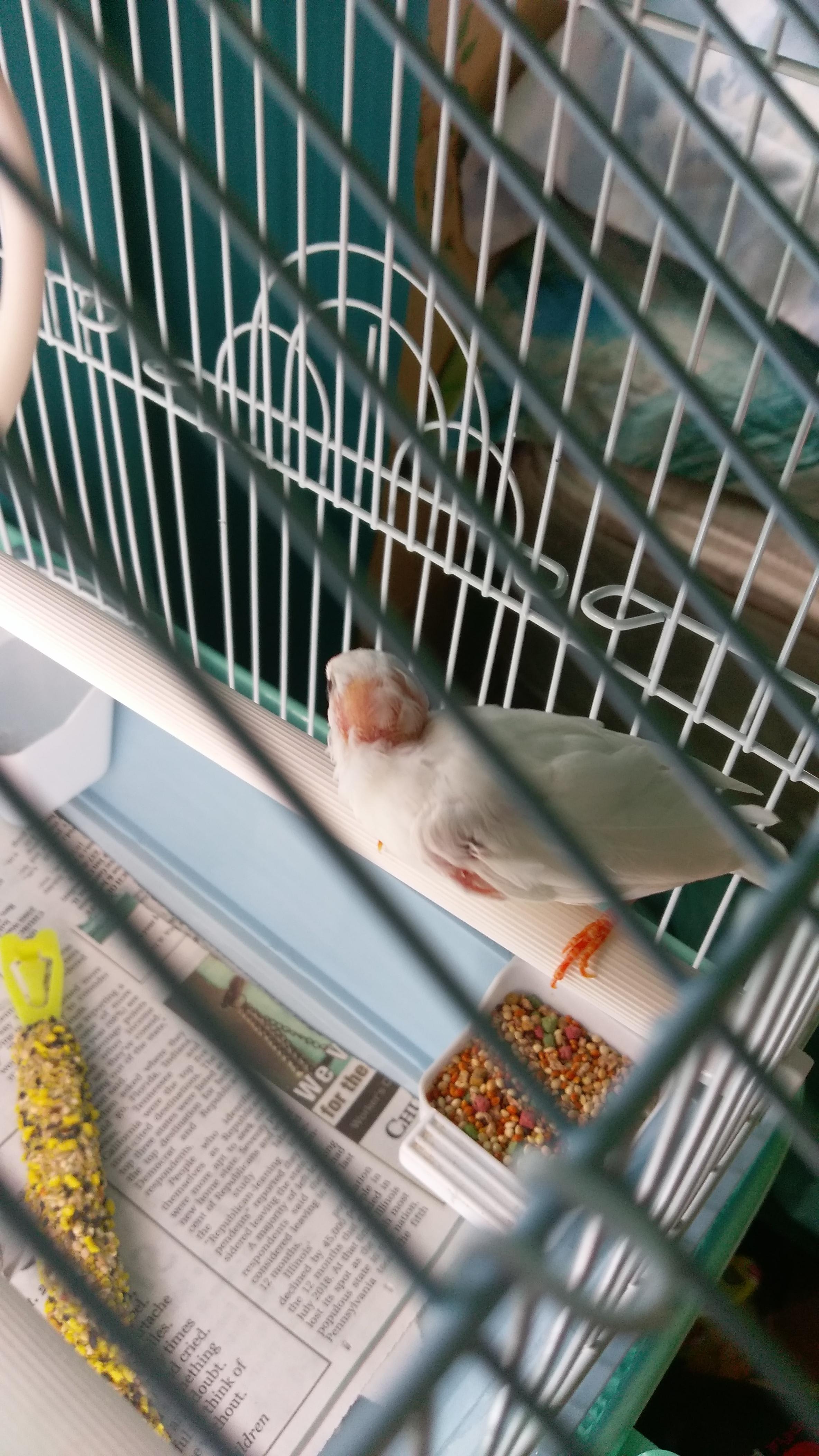My finch was bullied. How to help her heal & regrow feathers? | Petco