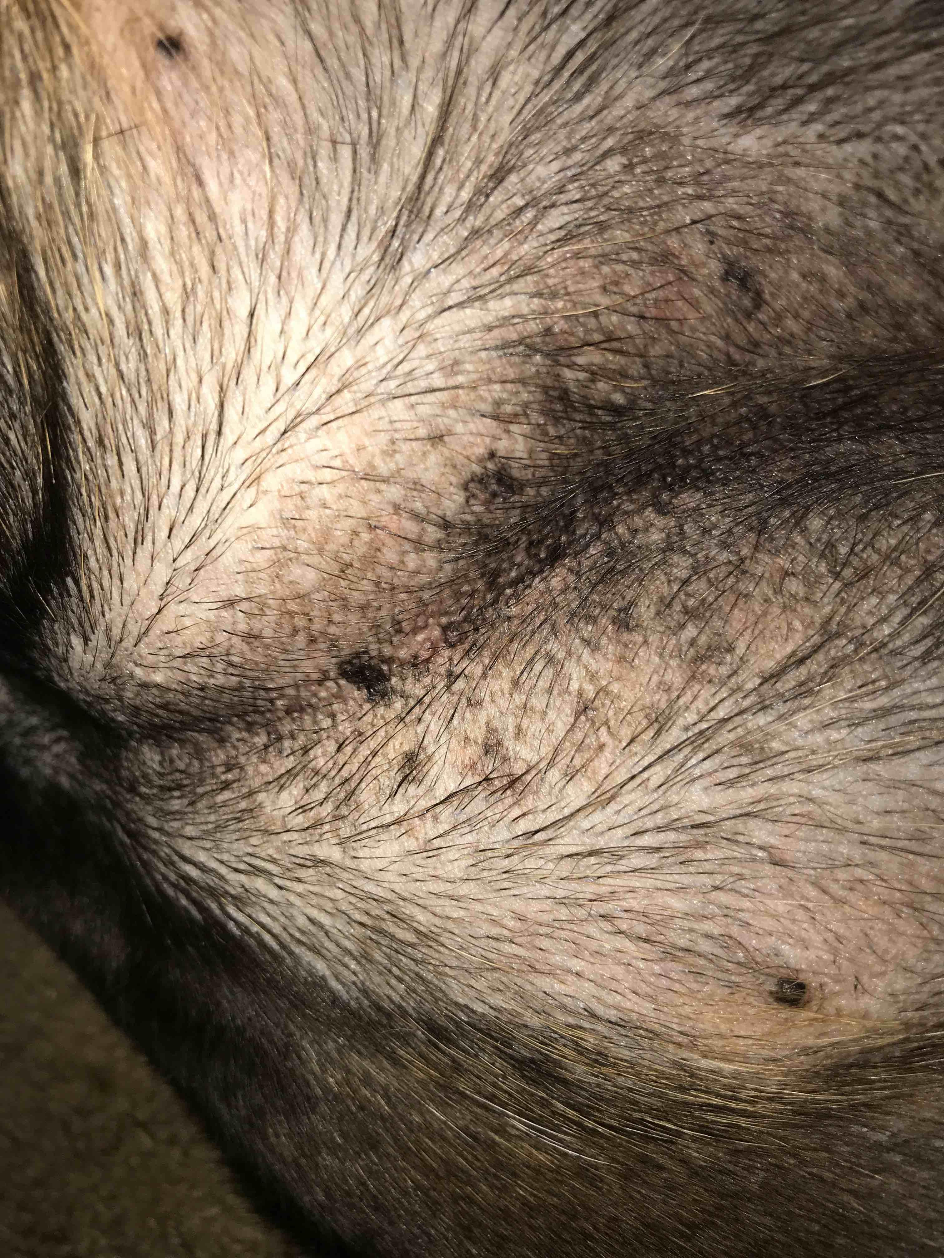 Dog Black Spots On Stomach 1