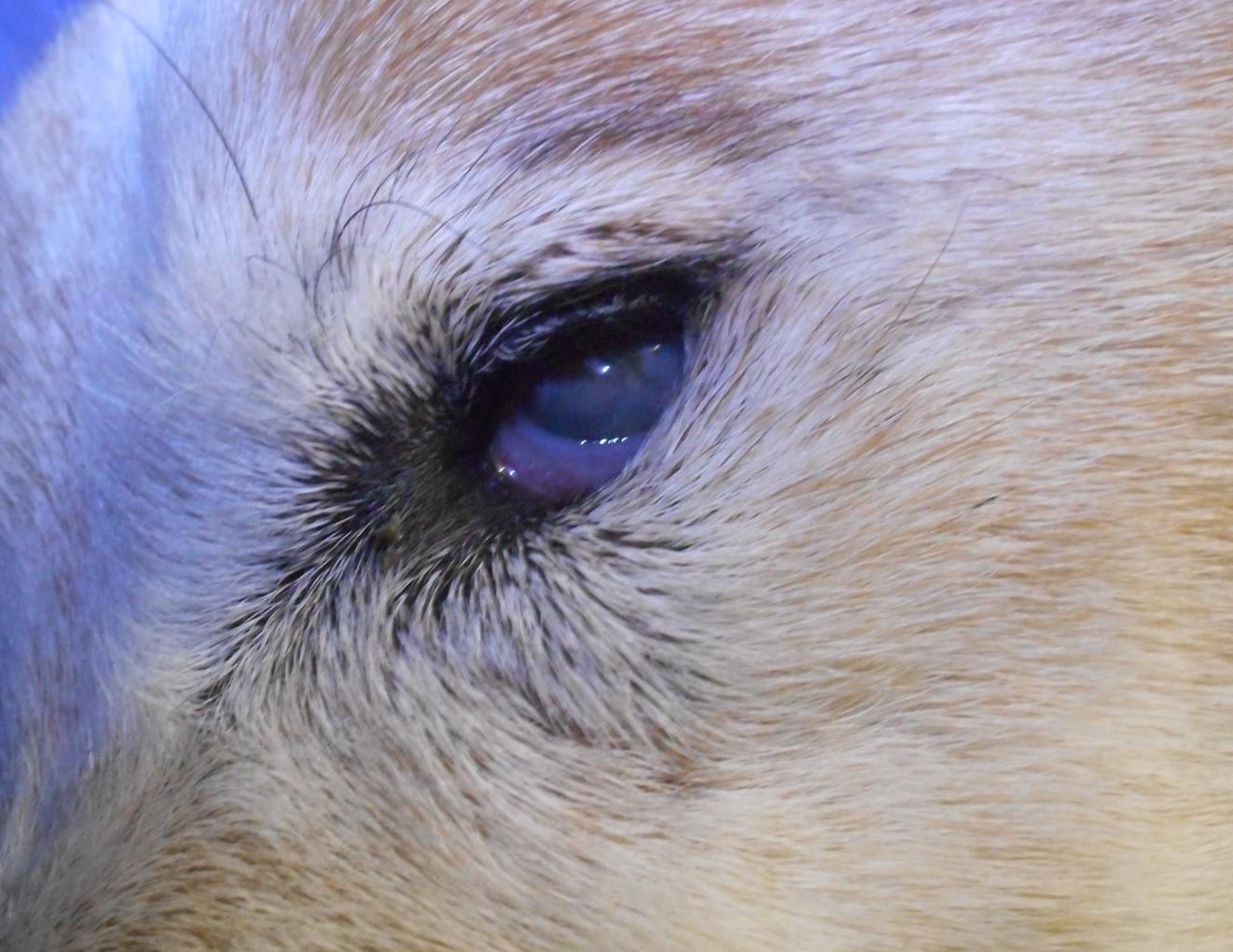 My Dog's Eye Red, Bulging, Then Sunken? What to Do & When to Worry | Petco