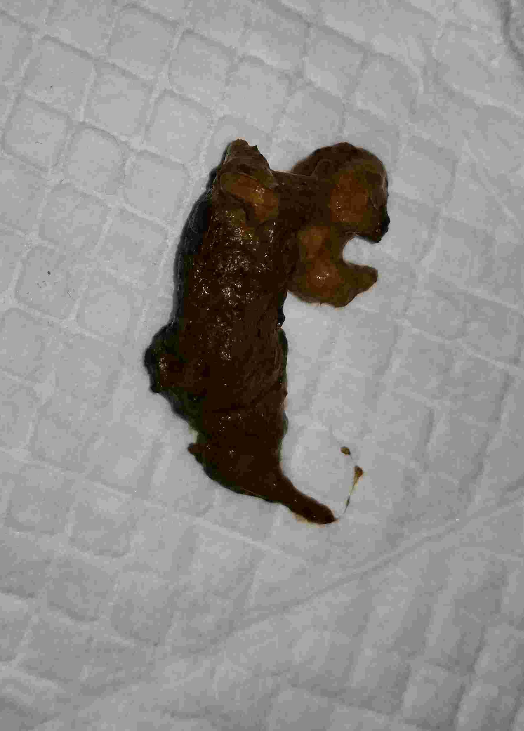 My dog has soft, watery, mucus stool. Is it serious? What to do? | Petco