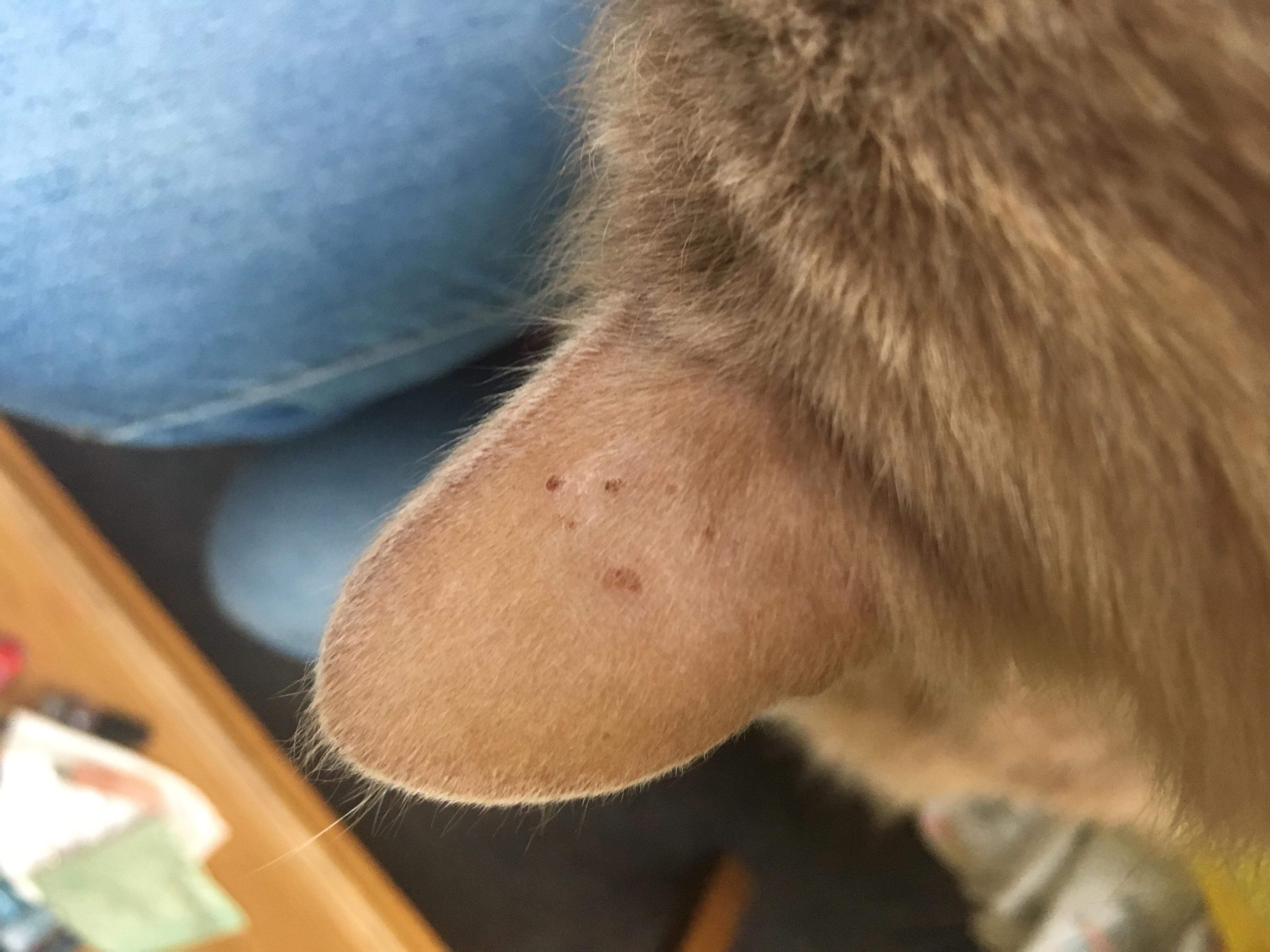 My cat has ear scabs but isn't itching. What's wrong? | Petco