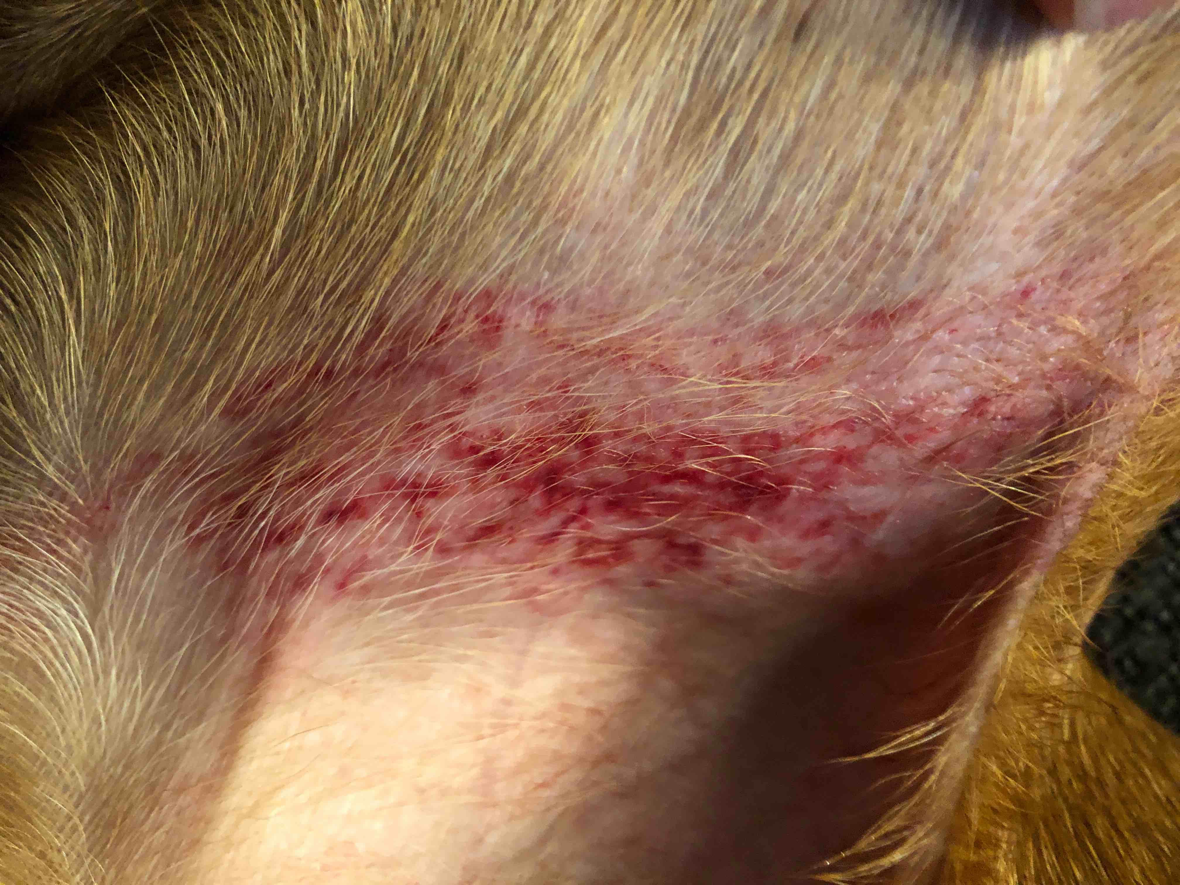 My Dog Has a Red Scraped Rash on Groin. Is It an Emergency? | Petco