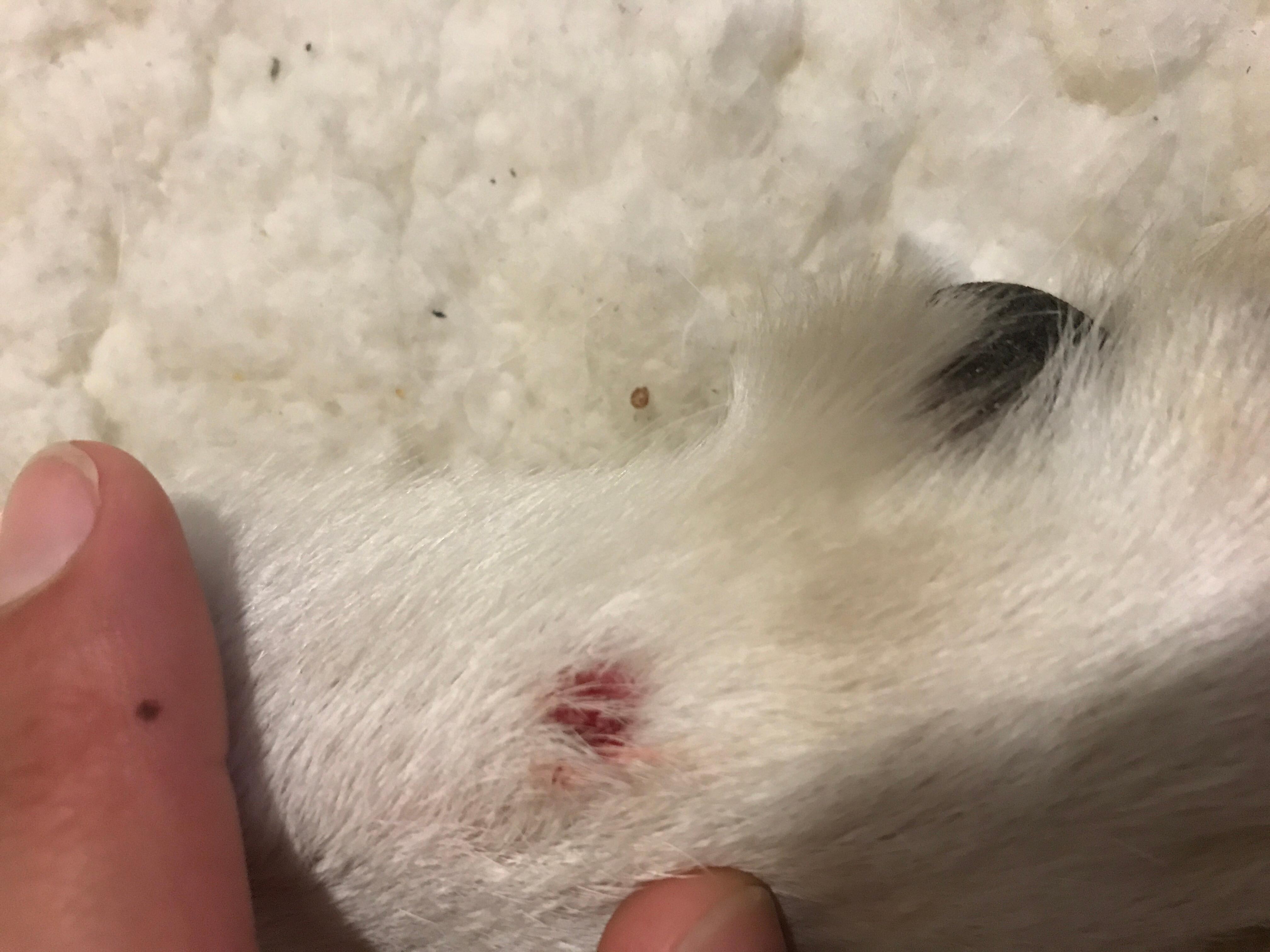 Dog Has a Red, Bleeding Bump? When to Worry & See a Vet | Petco