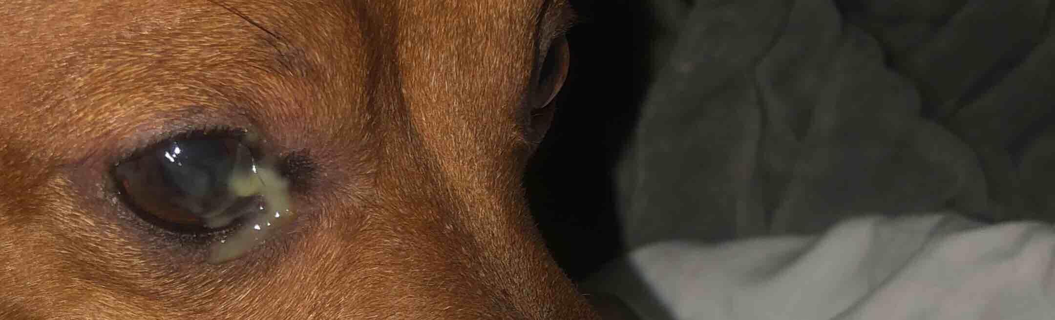 My Dog Has Green Eye Discharge But Acts Normal: What's Wrong? | Petco