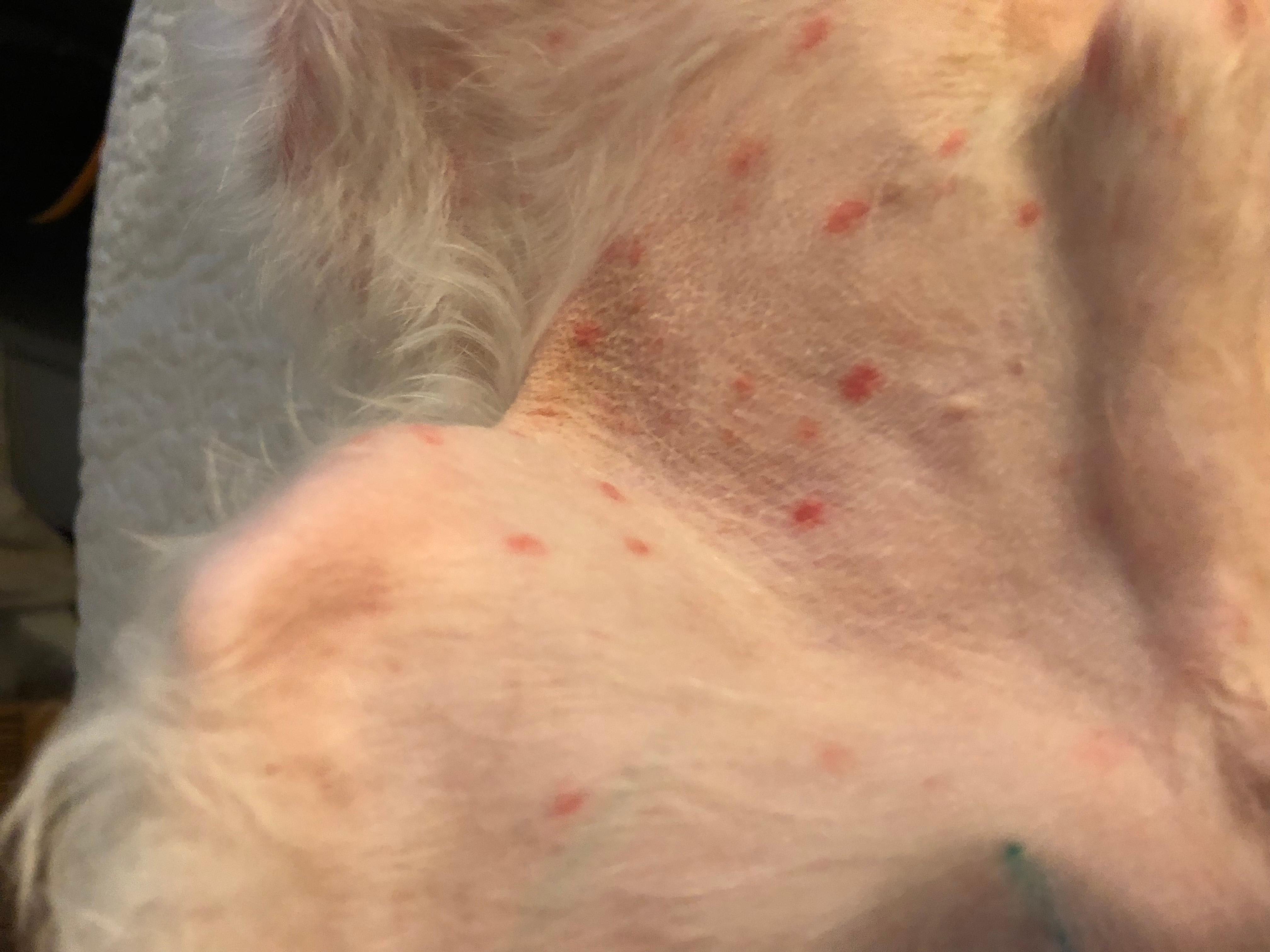 Dog's skin pink with red spots after Seresto collar? Why? | Petco