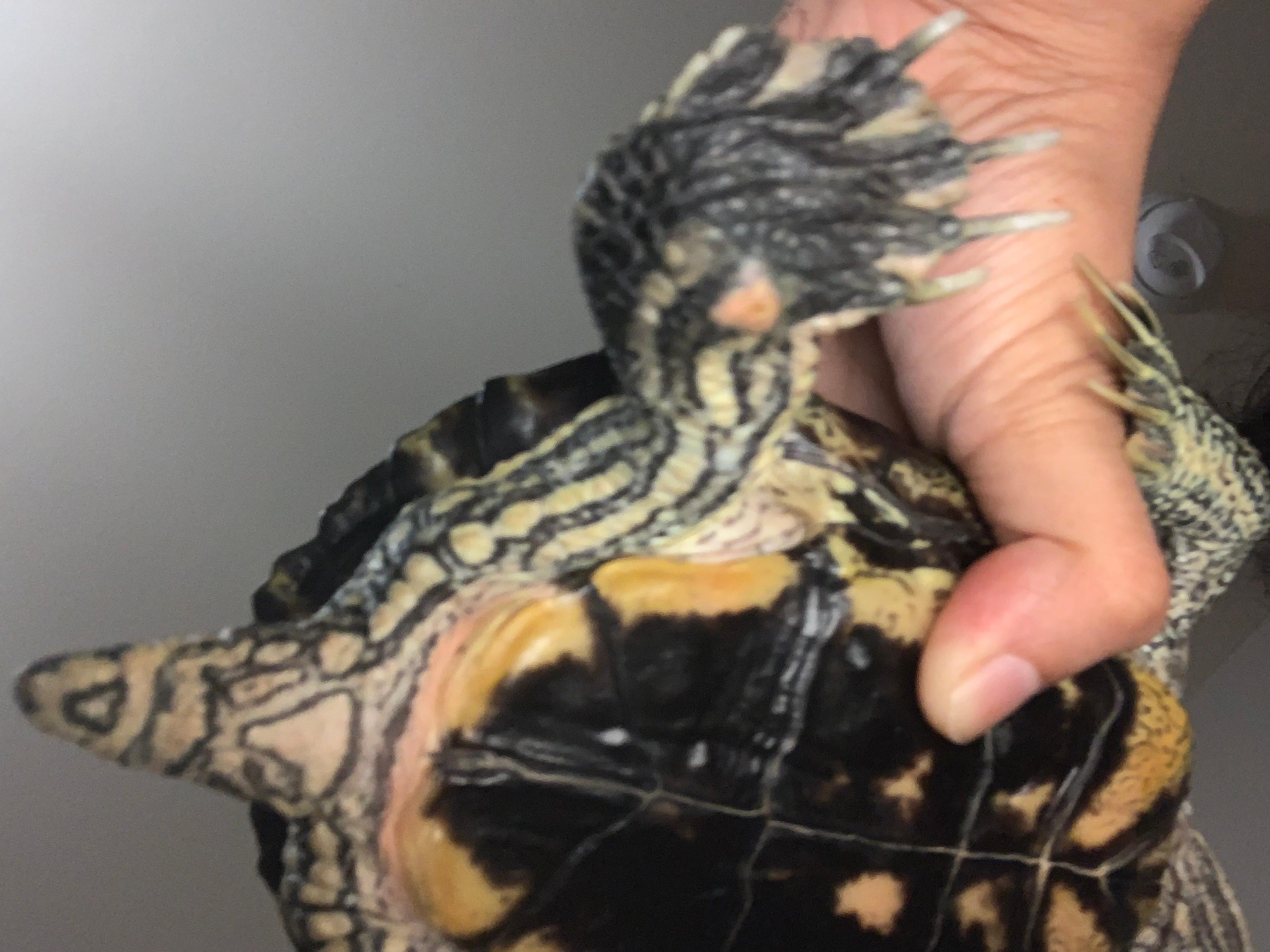 My red-eared slider turtle fell, leg swollen. What to do? | Petco