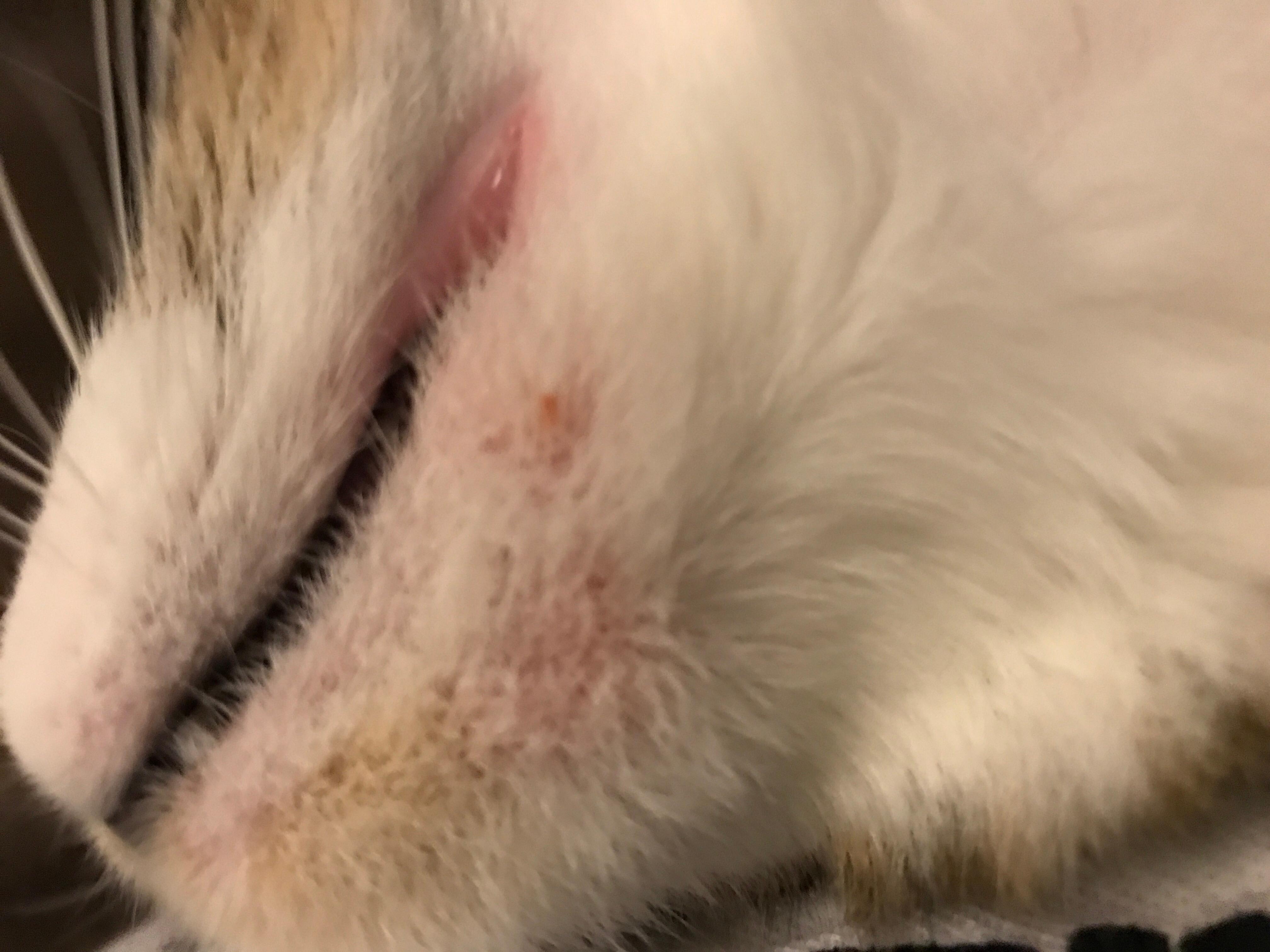 Is a hard lump under your cat's chin normal after vaccines? | Petco
