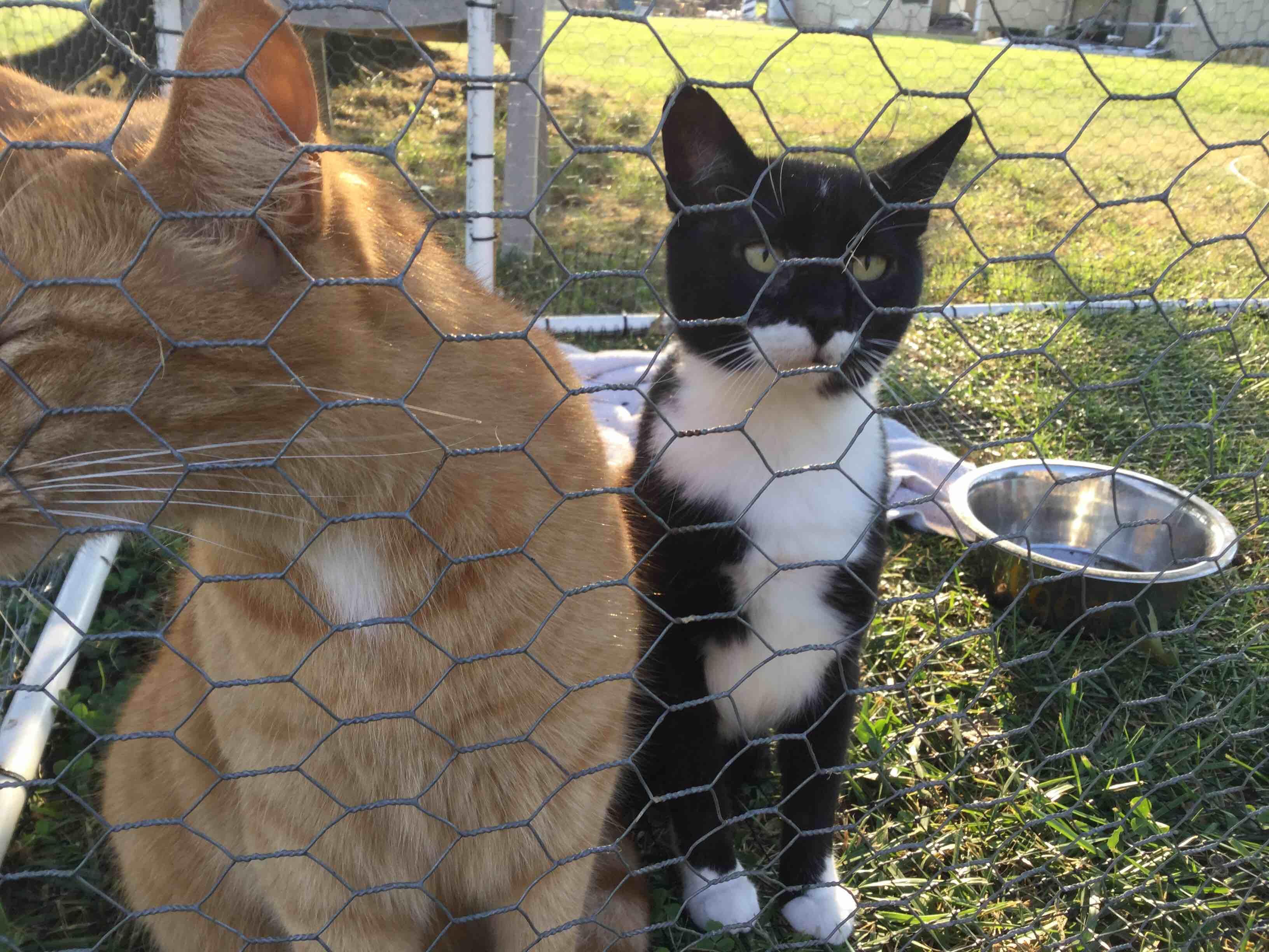 How to help my cat with dry, flaky skin & coat health? | Petco