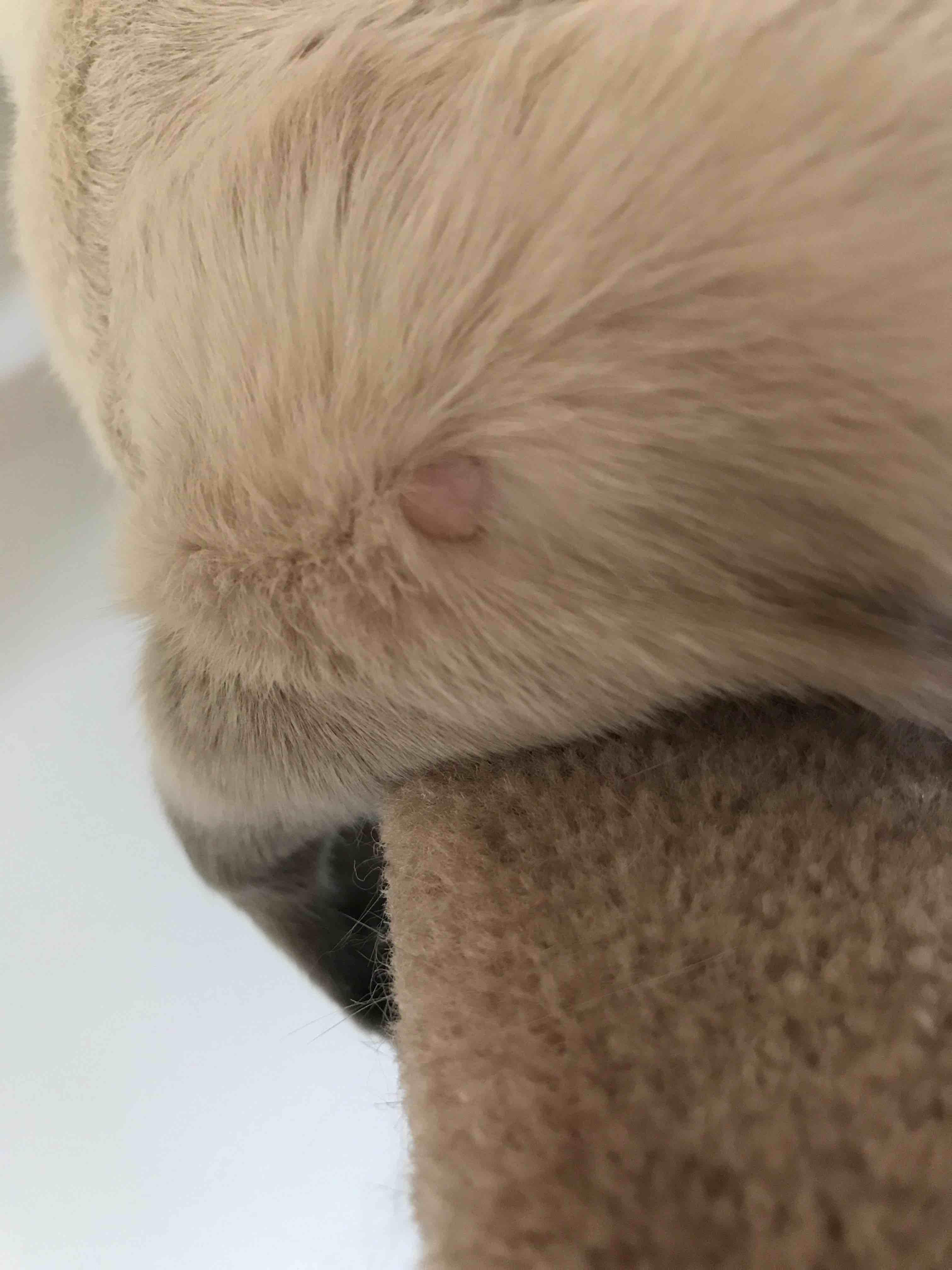 Cat Has Lump & Fur Loss on Shoulder? When to See a Vet | Petco