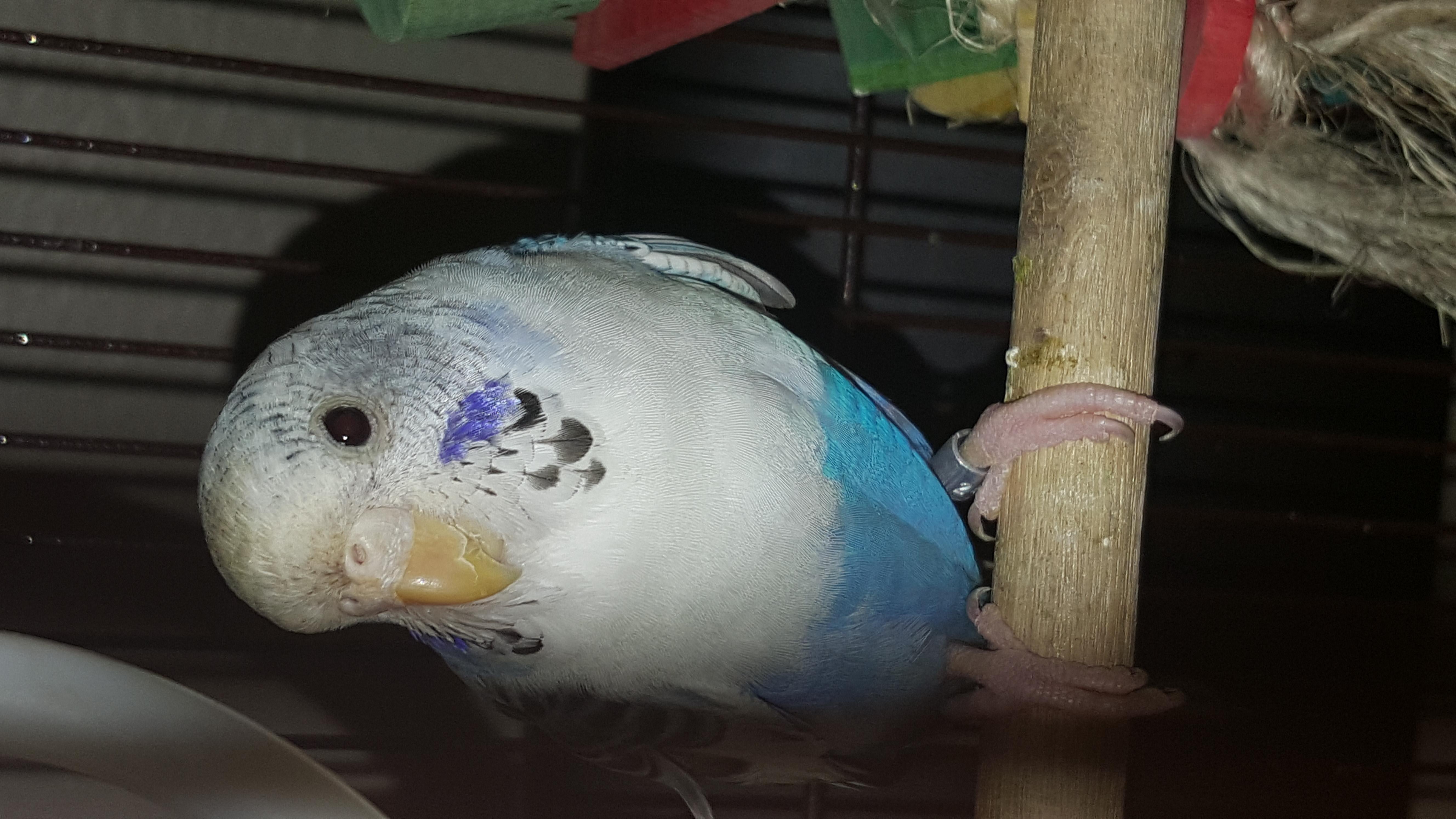 Is Your Parakeet Puffed Up on the Floor? Sick or Egg-Bound? | Petco