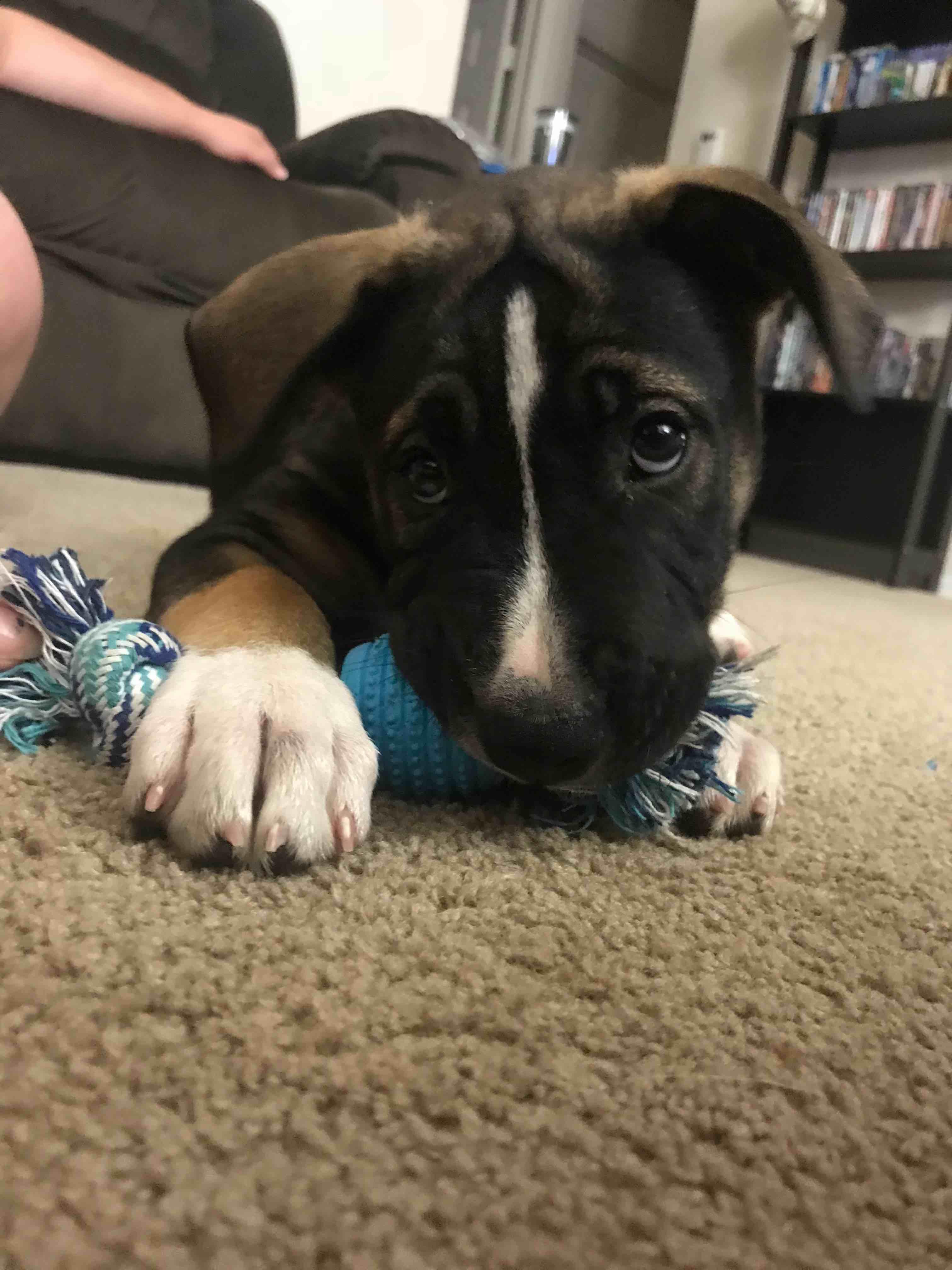 My 9-Week-Old Puppy Humps My Other Dog. How Do I Stop It? | Petco