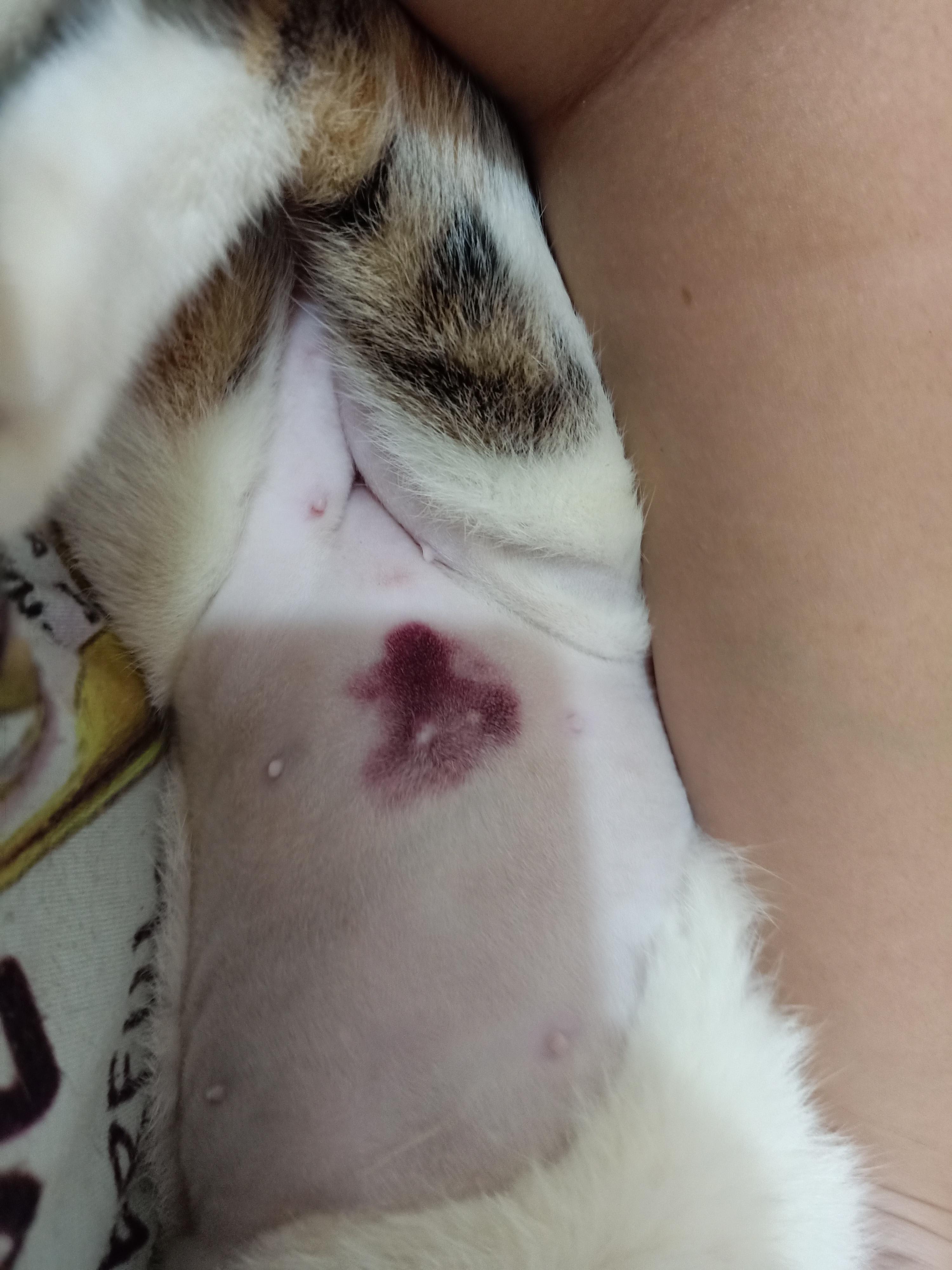 My cat's spay incision is purple and bleeding. Is this normal? | Petco