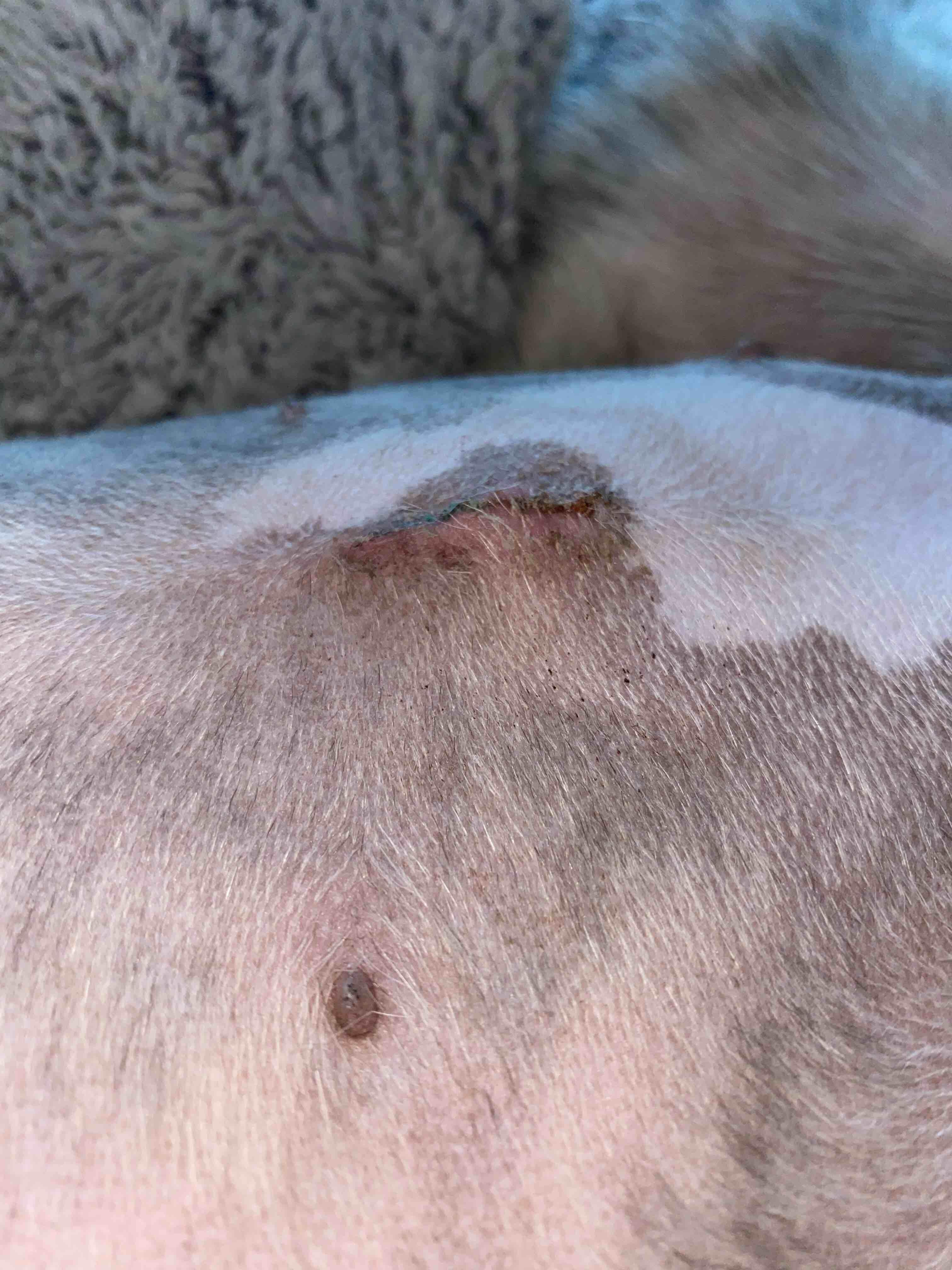 Is My Puppy's Spay Incision Normal After 3 Days Jumping? | Petco
