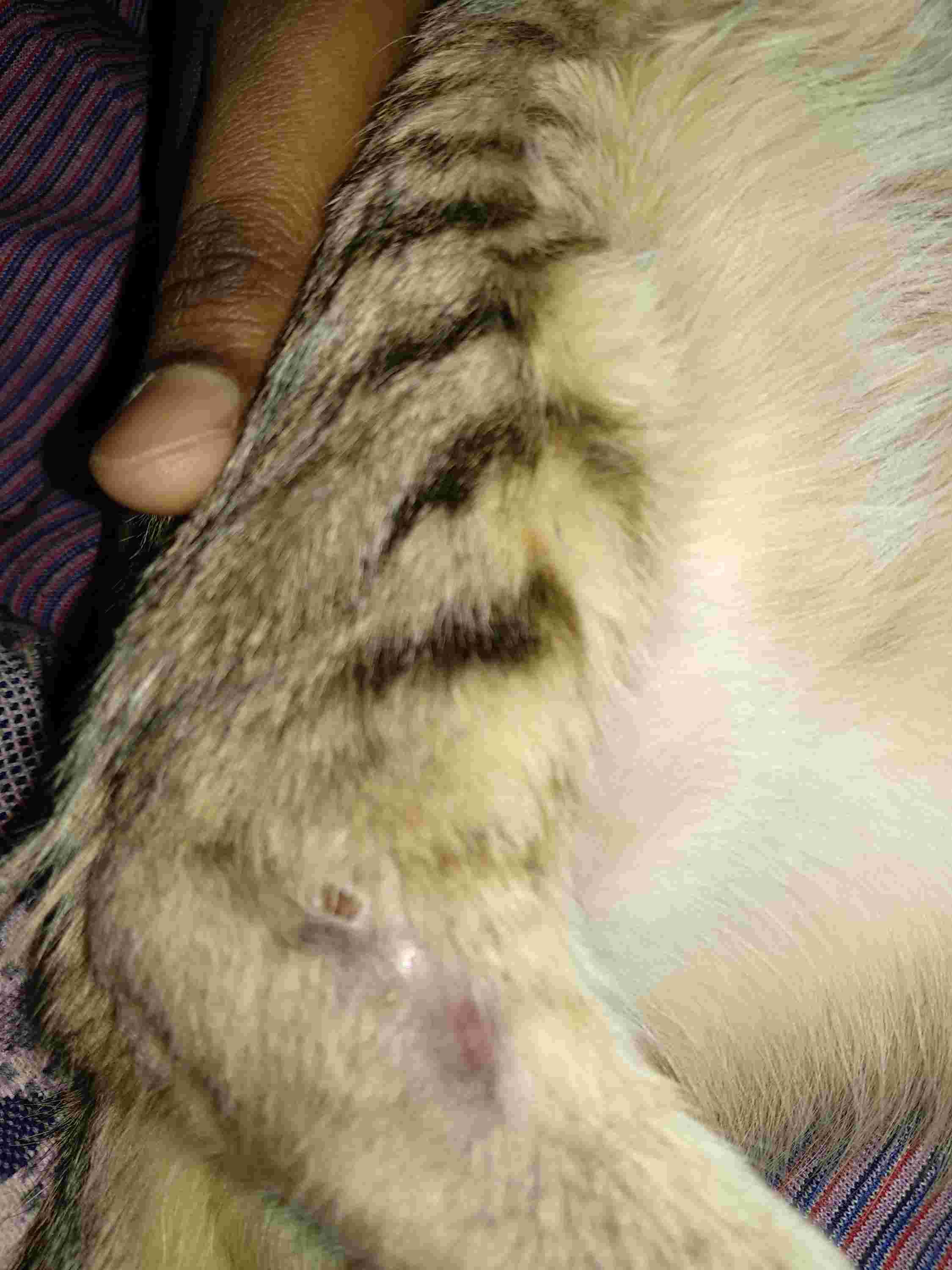 My Cat's Painful, Infected Leg Wound: Does He Need a Vet? | Petco