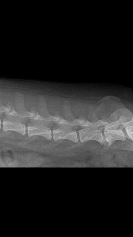 My Senior Dog Has Bone Spurs: Manage Pain & Improve Comfort | Petco