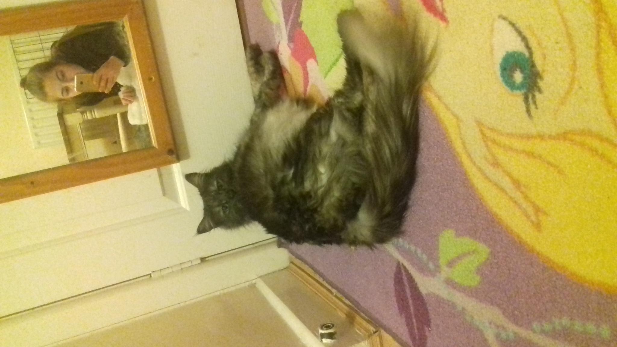 Pregnant Cat Restless, Breathing Heavily. When Will She Give Birth? | Petco