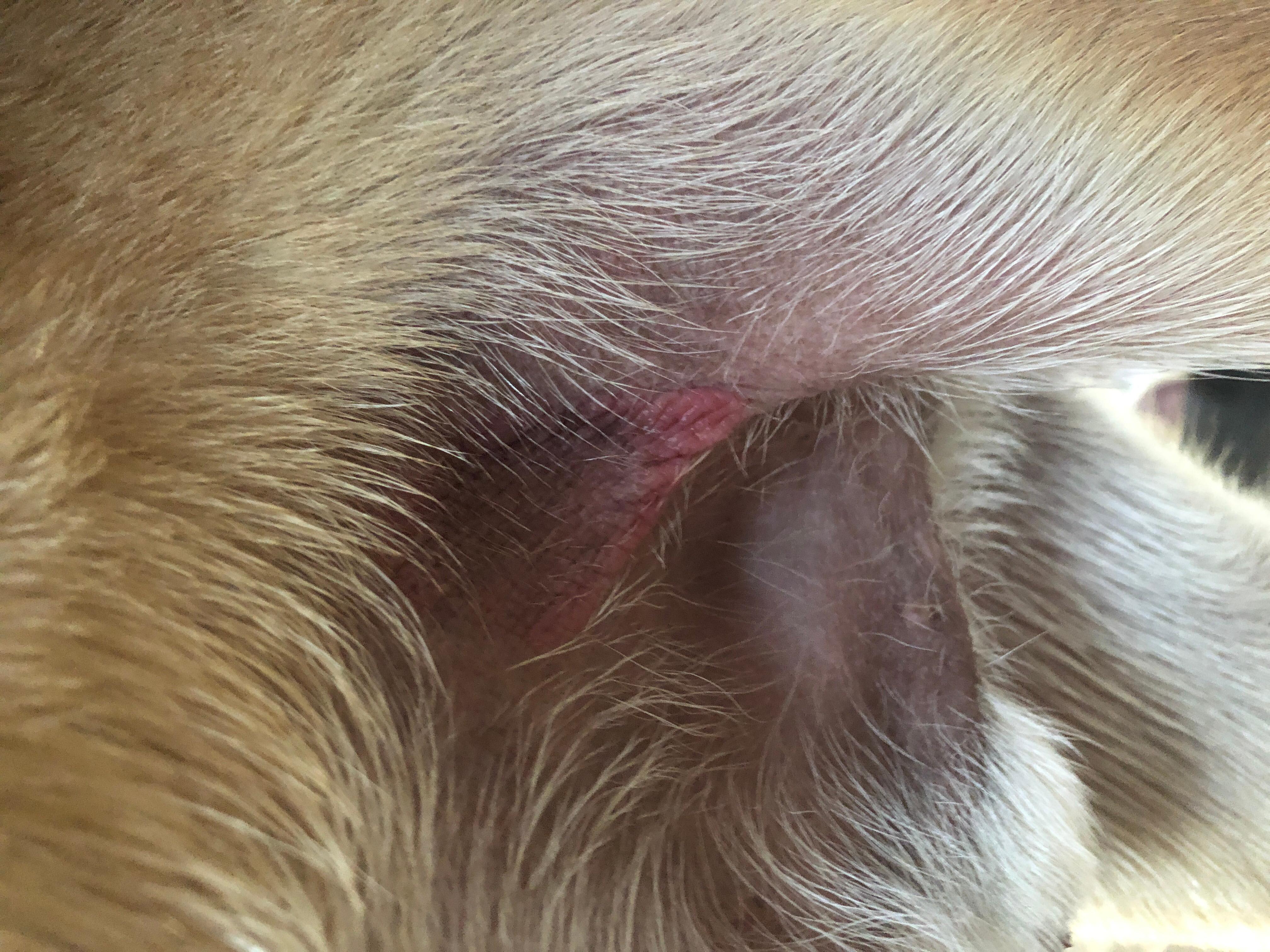 My Dog Has a Rash on Inner Thighs: What Is It & How to Treat? | Petco