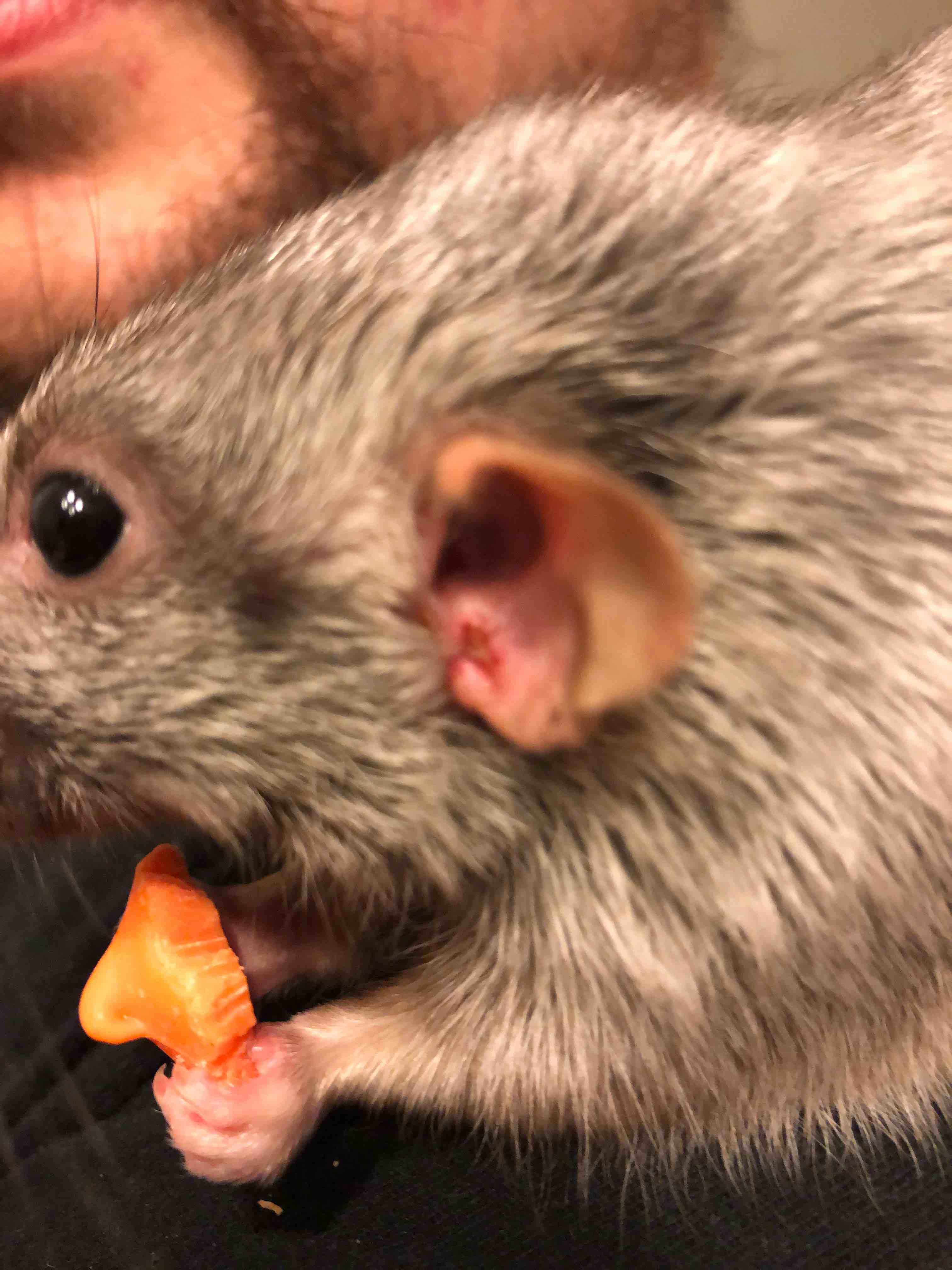 Rat Ear Cut with Pus? Learn How to Treat & When to See a Vet | Petco