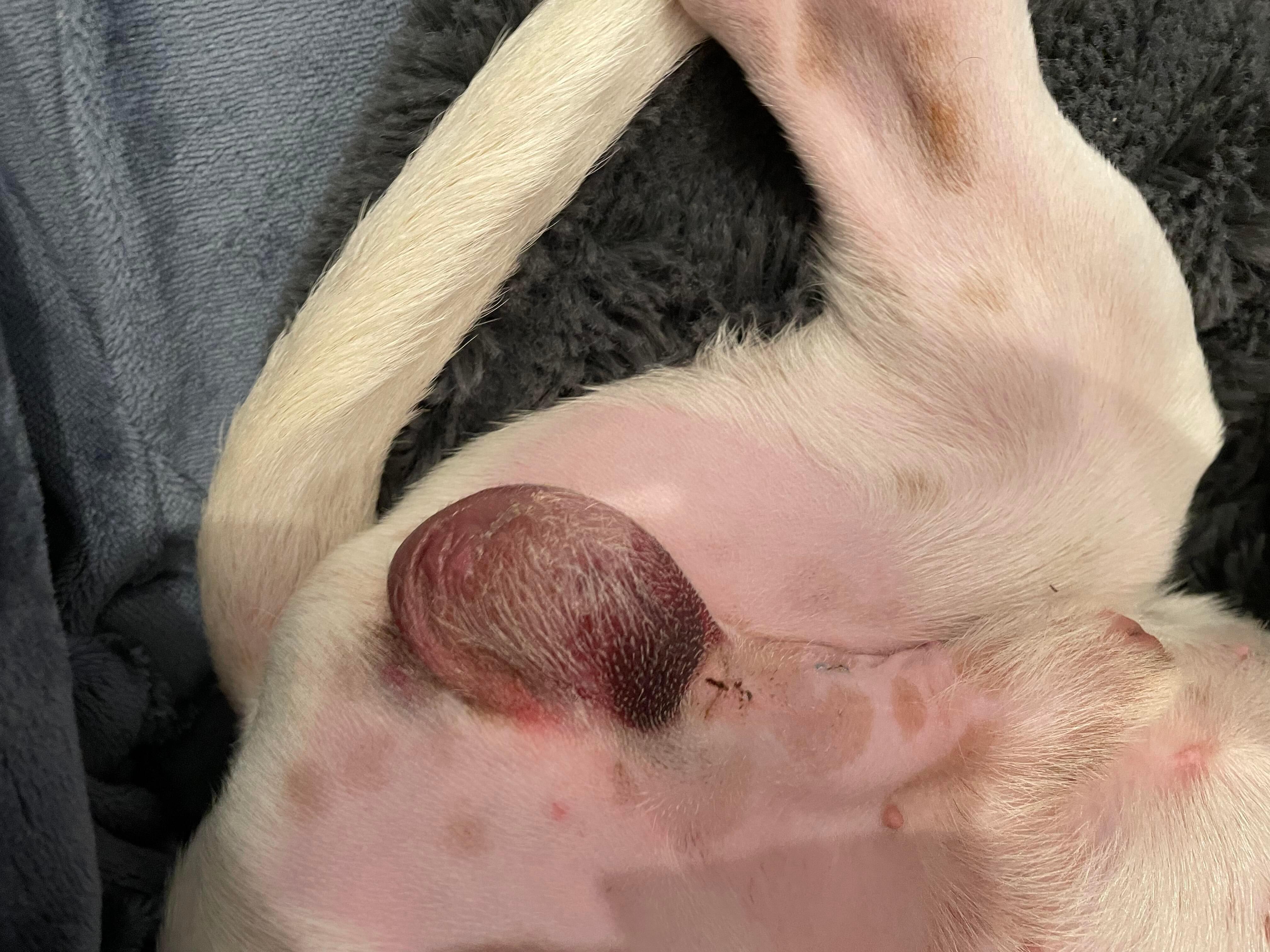Dog's scrotum dark & bruised after neutering? Is it normal? | Petco