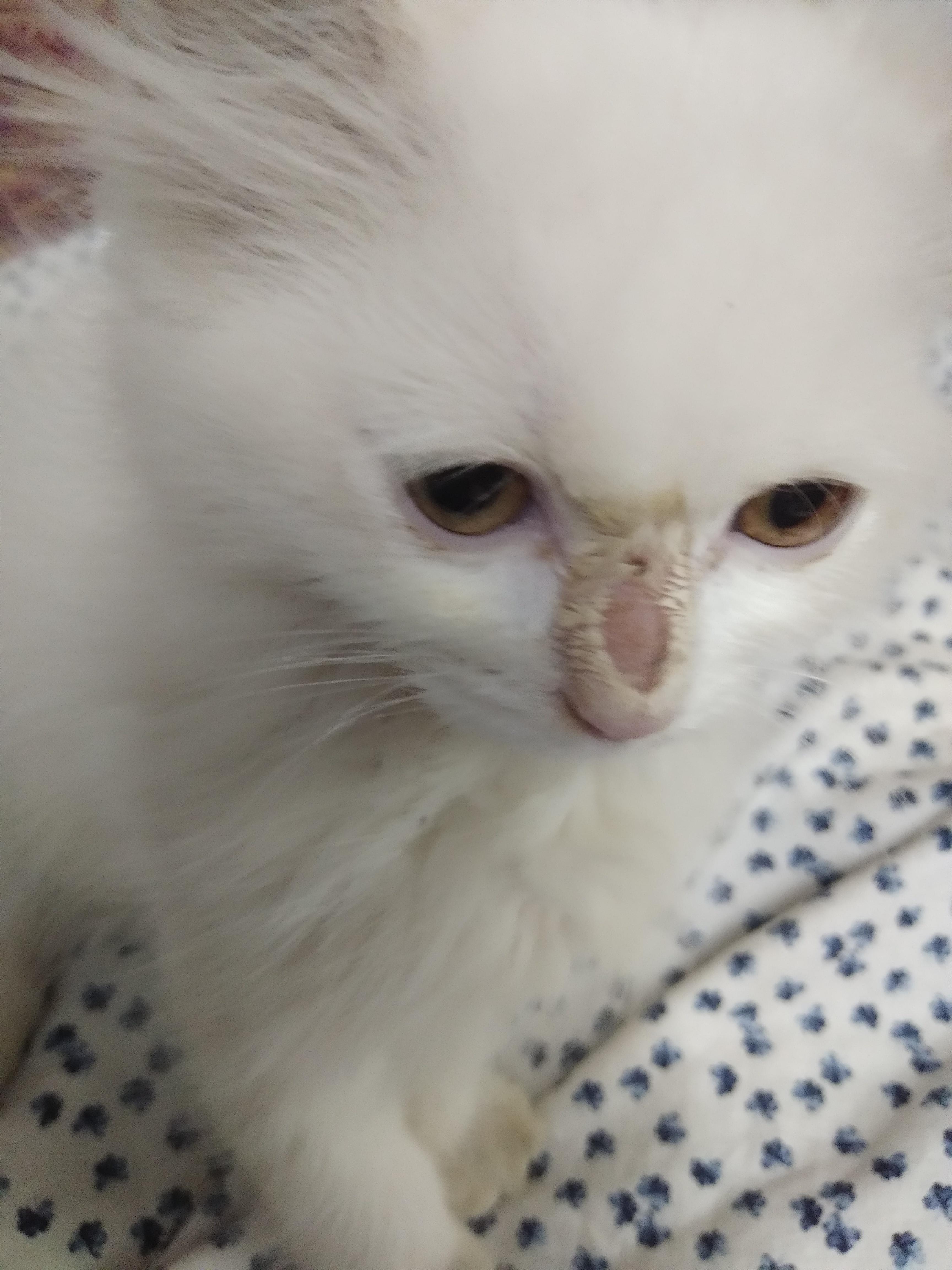 3-Month Persian Kitten: Single/Double Coat? What's on Its Nose? | Petco