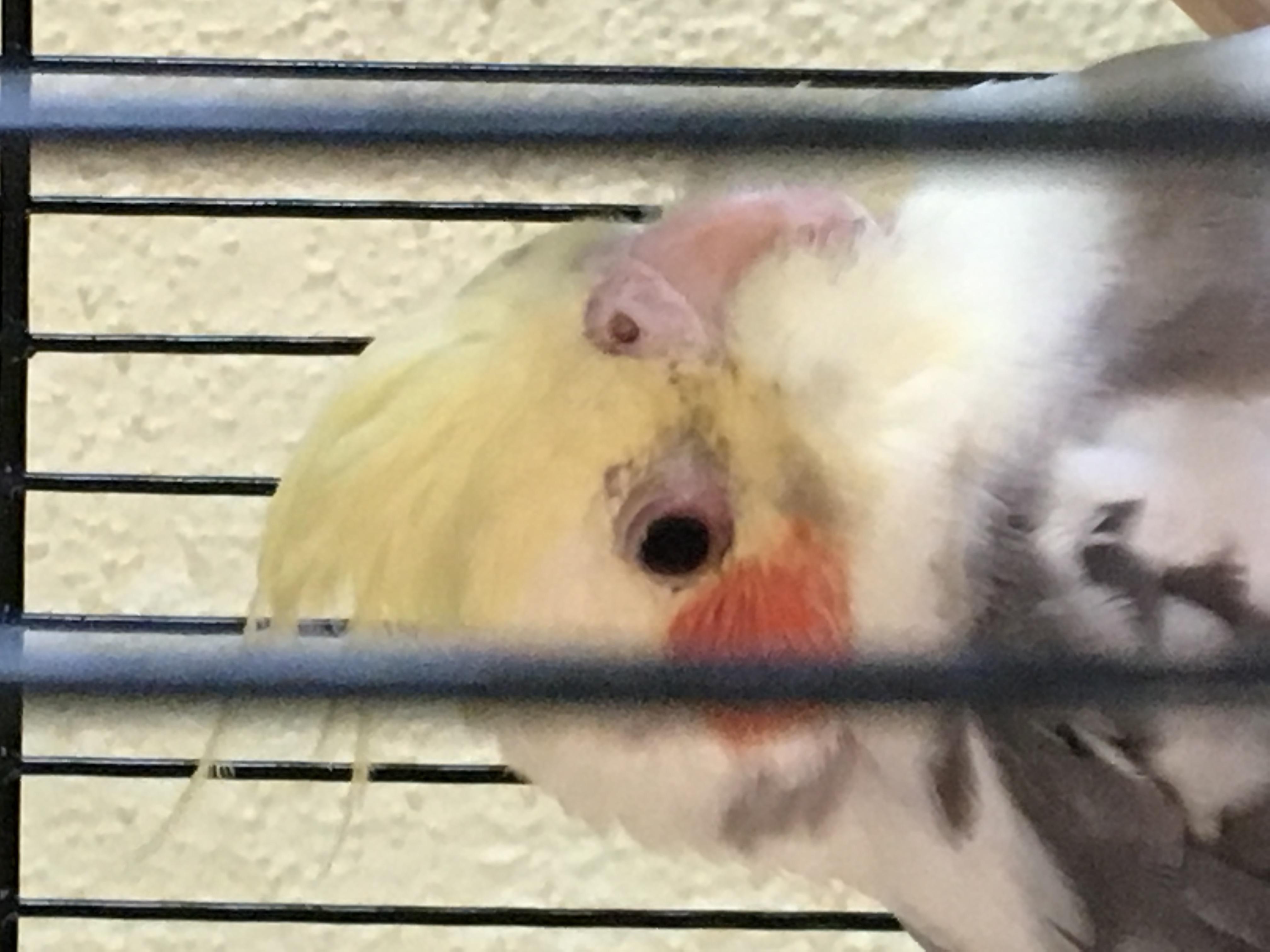 My cockatiel's eye looks weird. What's wrong and what should I do? | Petco