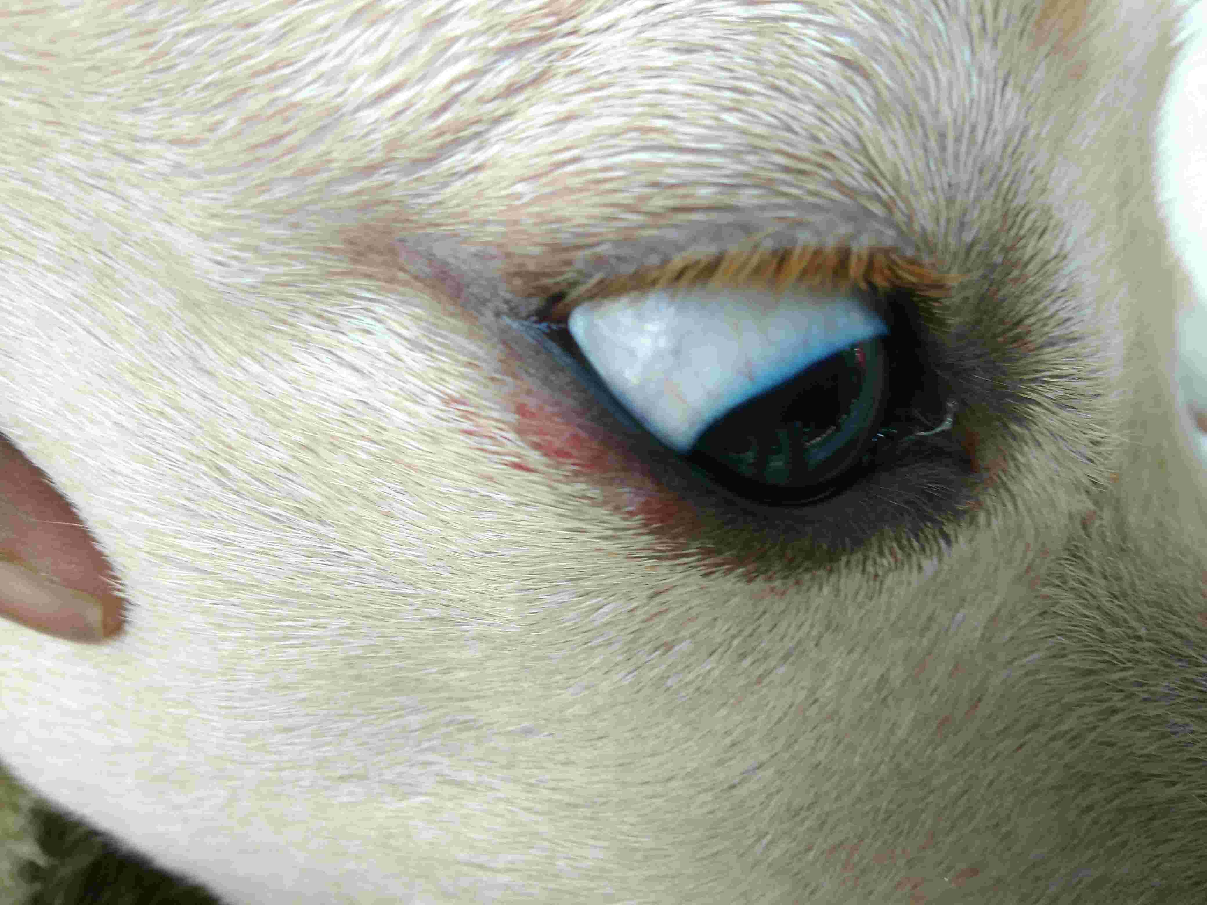 Red Stains Near Dog's Eyes: Is It an Injury or Just a Stain? | Petco