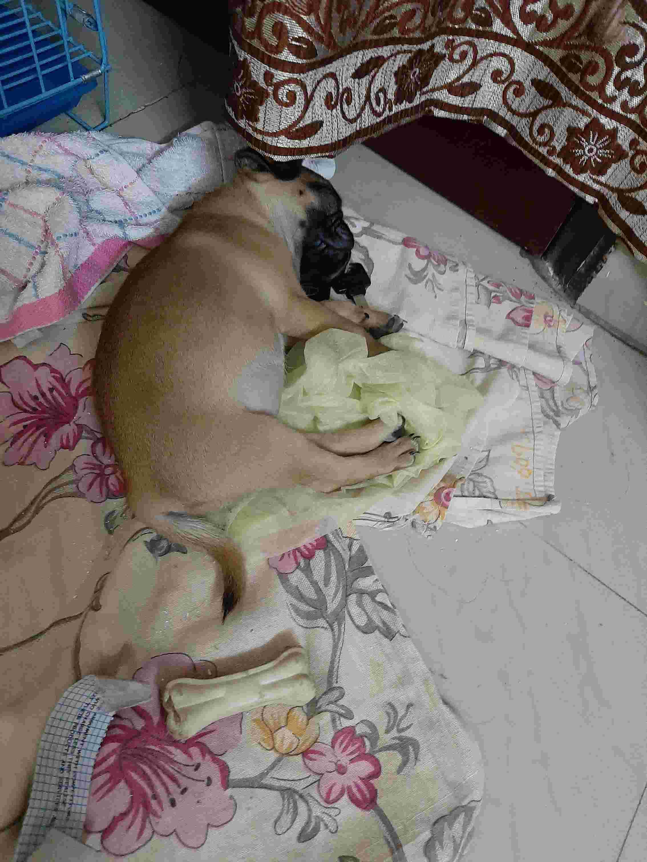 My pug puppy's belly is bloated after eating. Can he sleep? | Petco