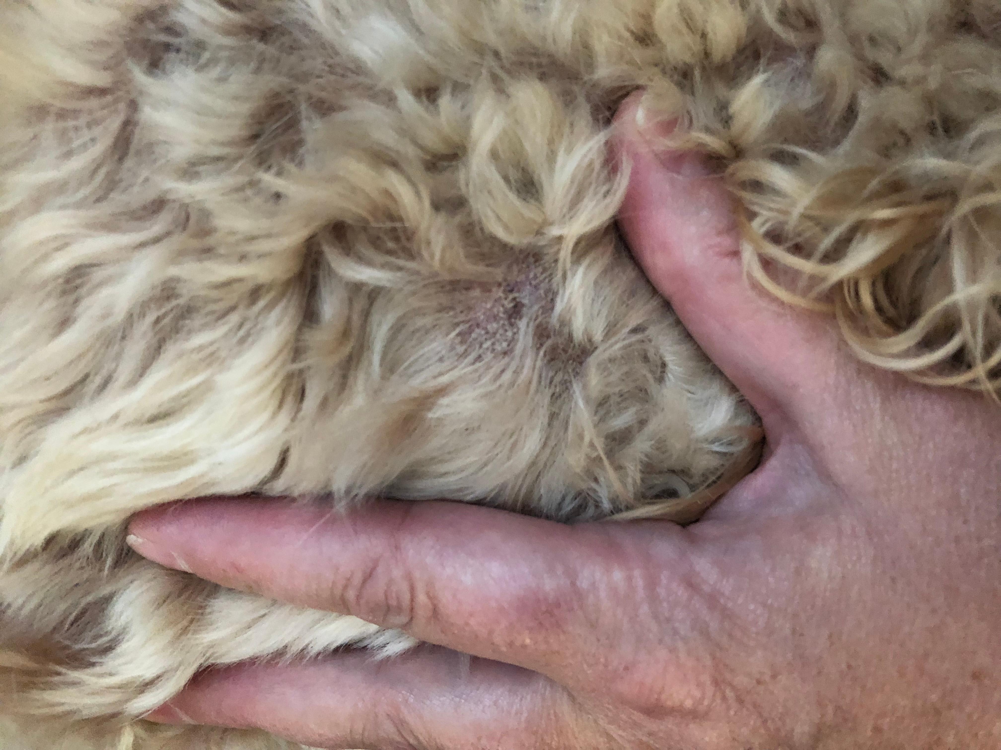 My Dog Has a Skin Condition: Is It Ringworm & What to Do? | Petco