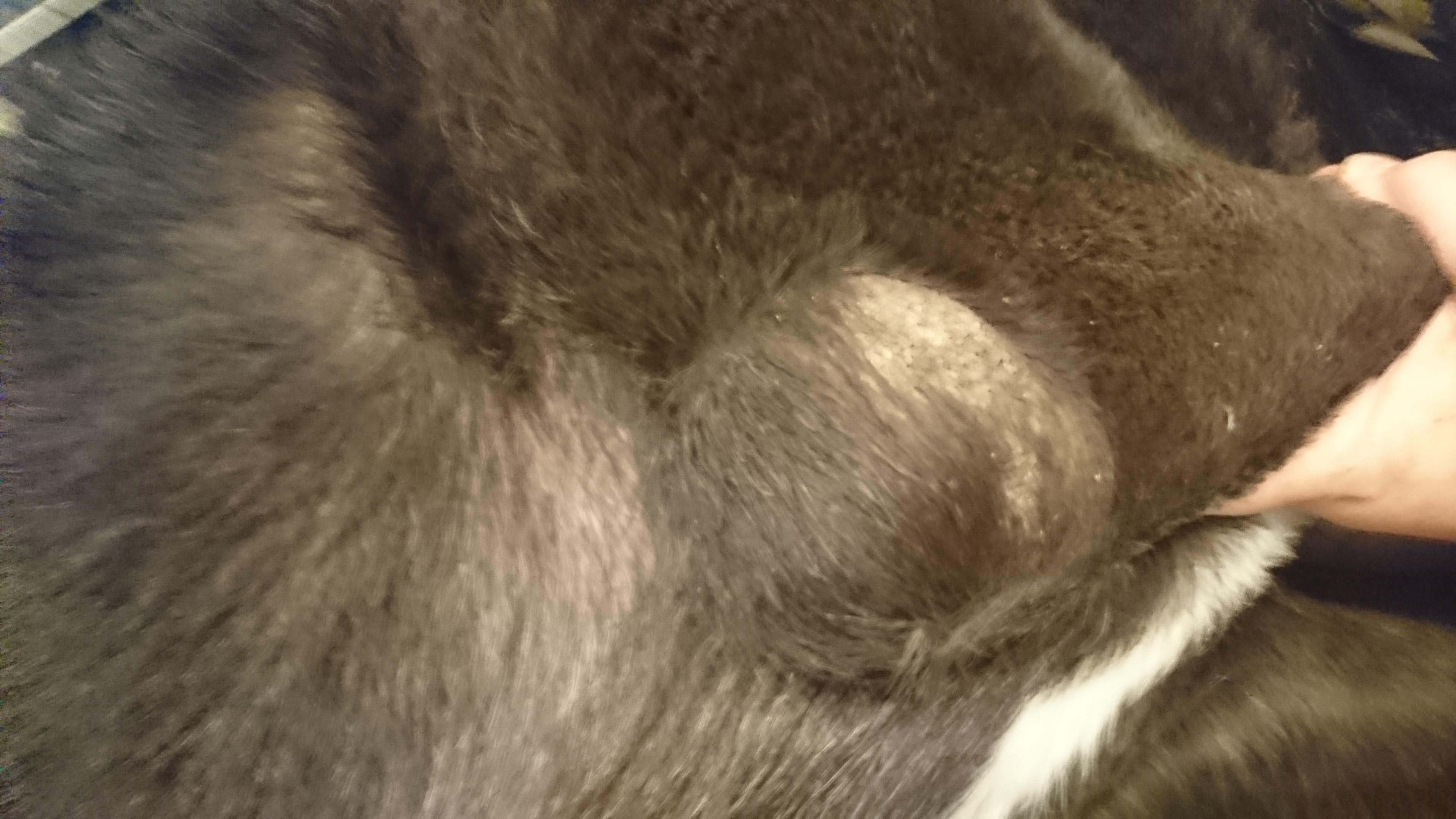 What is that firm, golf ball-sized lump on my dog's elbow? | Petco