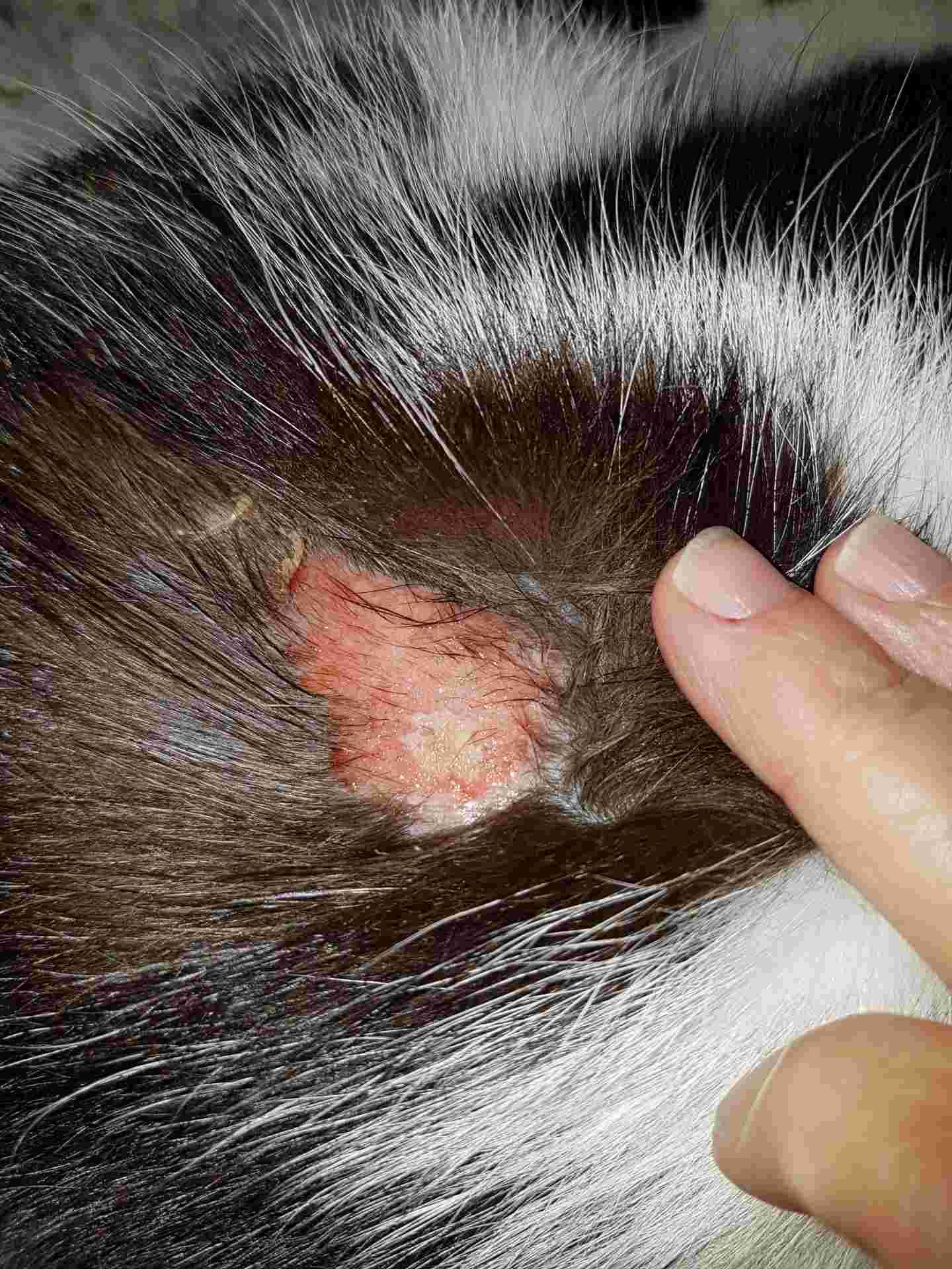 My Cat's Scab Came Off, Red & Sore: What to Do at Home | Petco