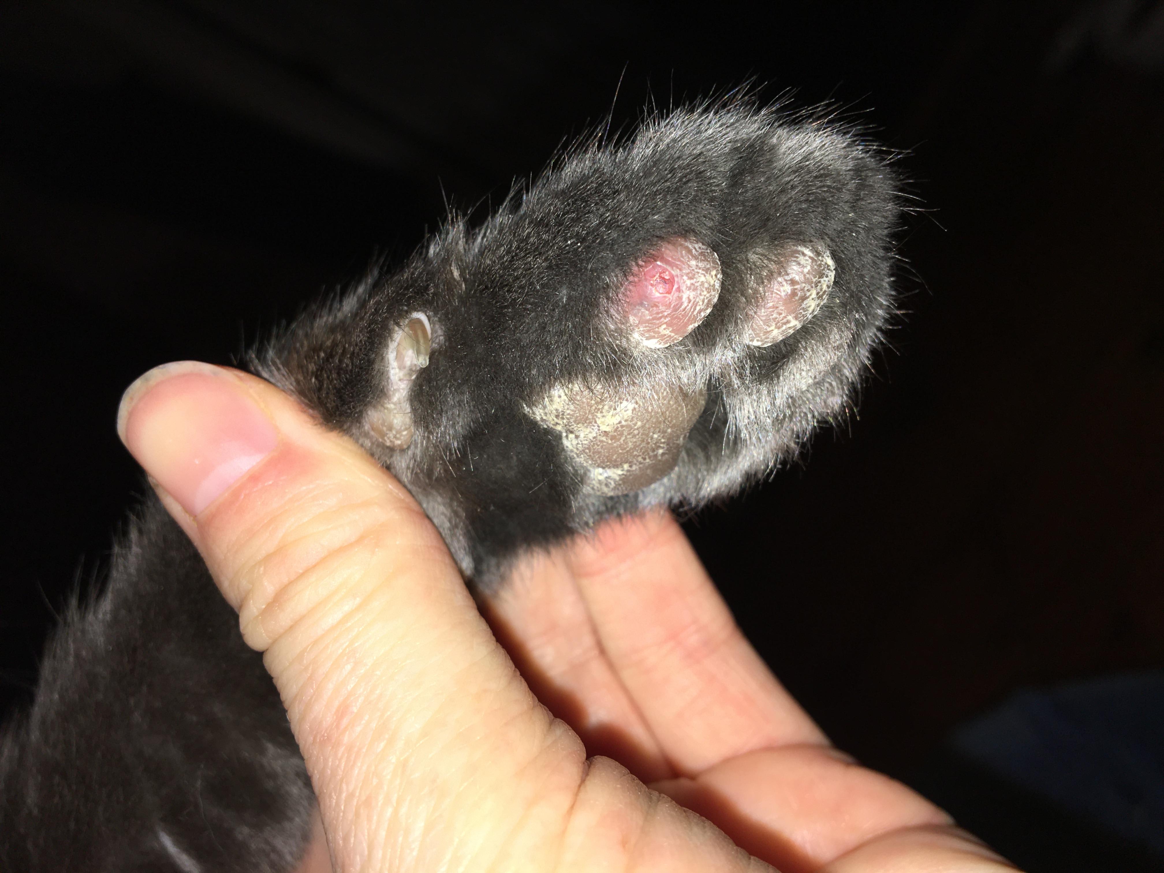 How to Stop Your Cat's Paw Bleeding After Scab Came Off | Petco
