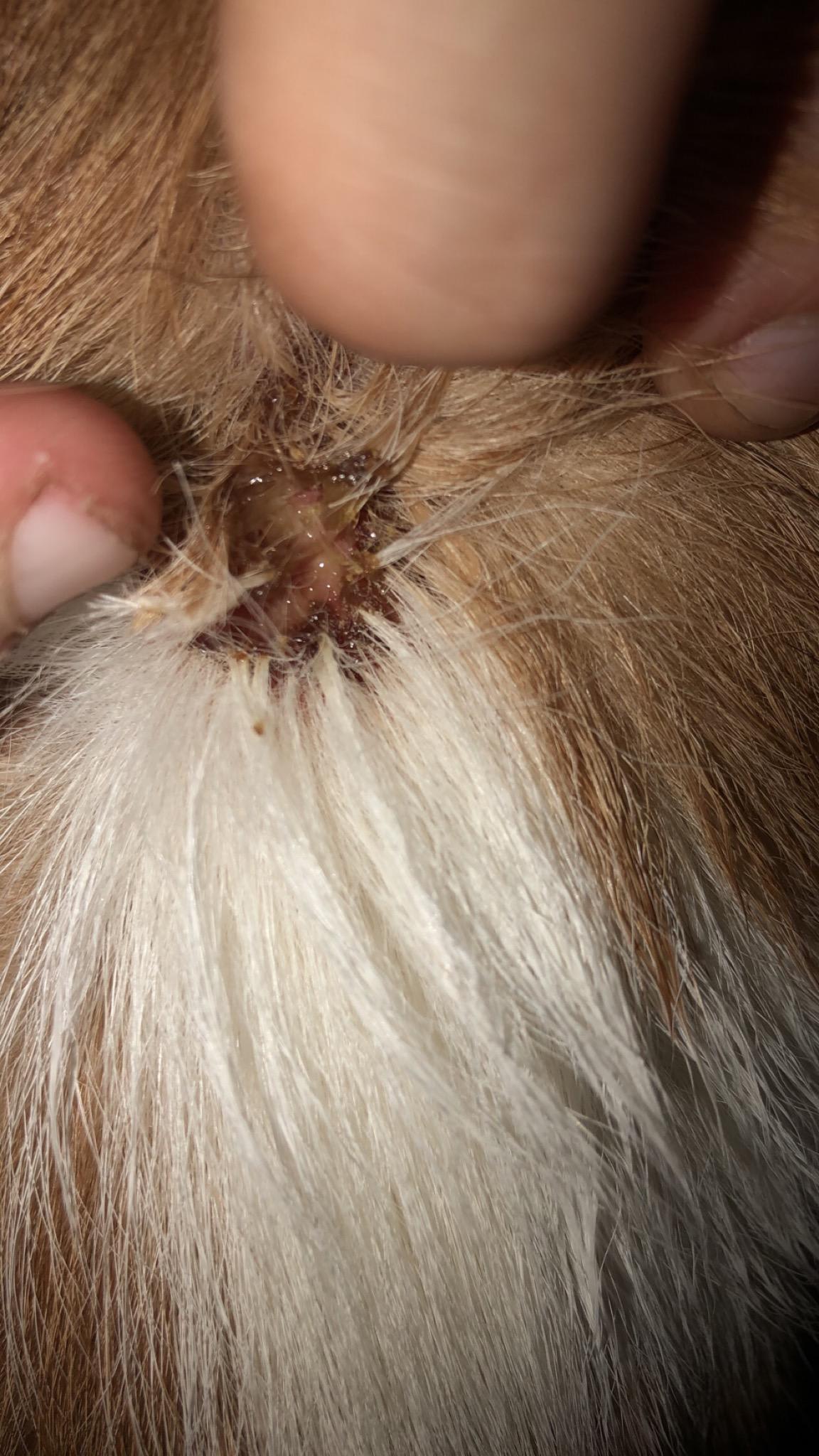 Dog Neck Sore: Will It Heal Itself, or Does Your Dog Need a Vet? | Petco