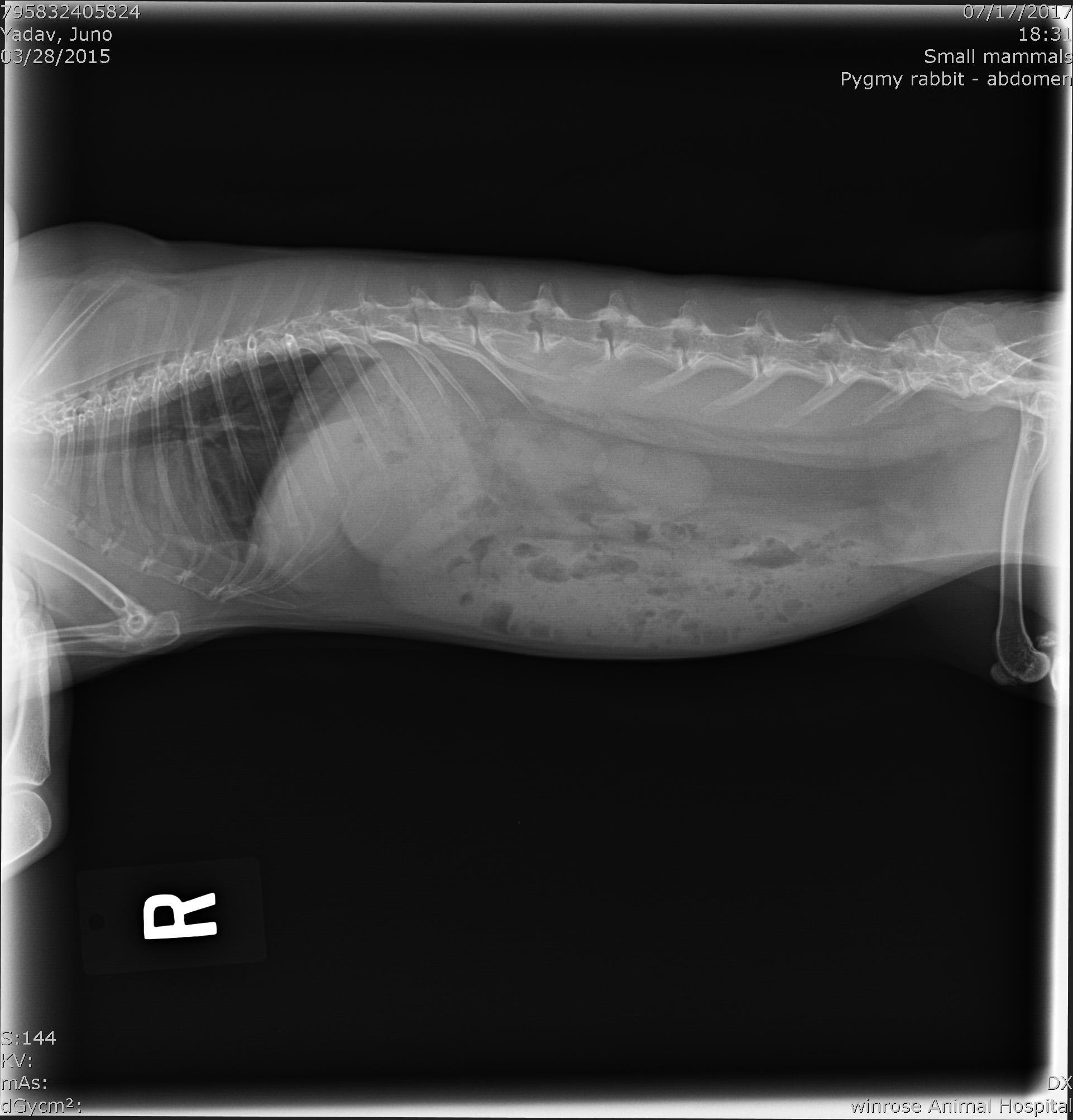 Why is my rabbit not pooping & losing weight? Is it GI stasis? | Petco